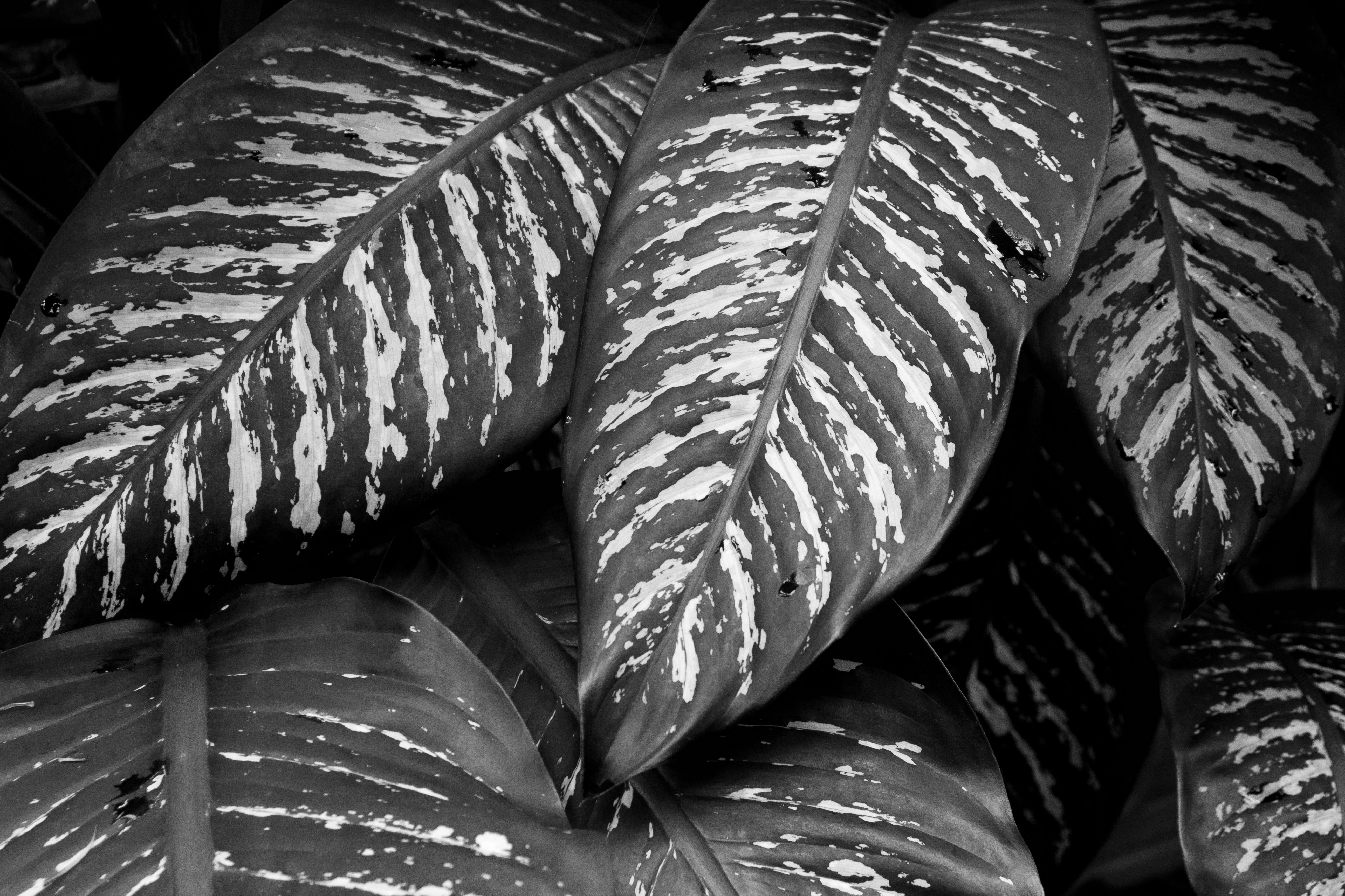 Grayscale Photography of Plant · Free Stock Photo