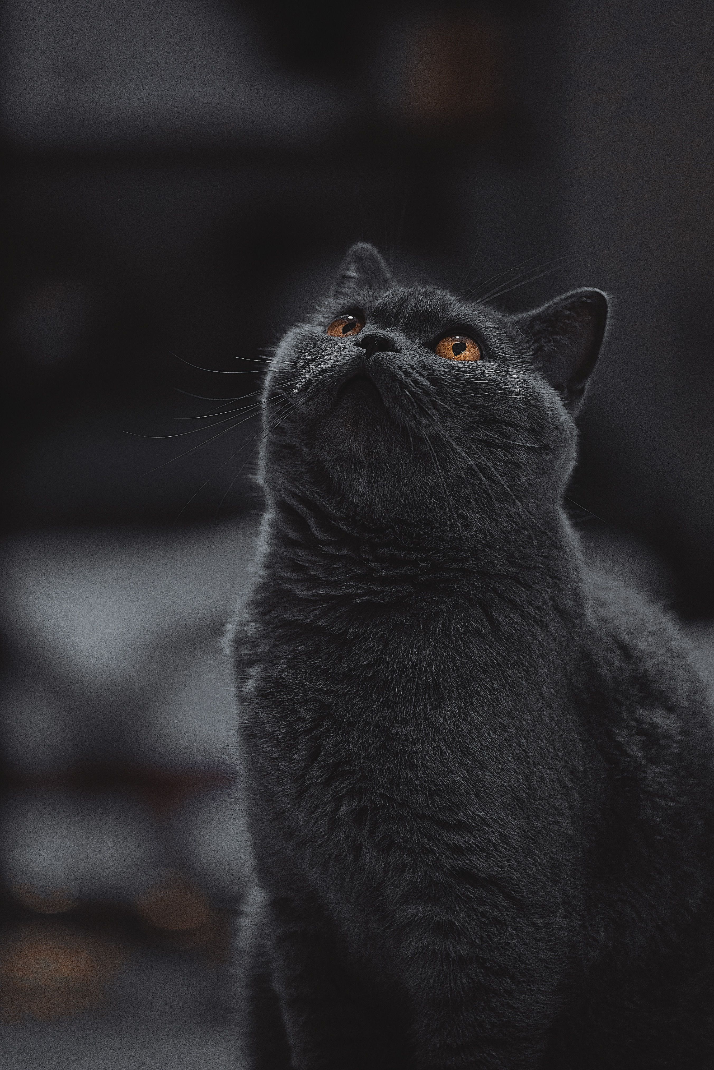 A British Shorthair With Blue Eyes · Free Stock Photo