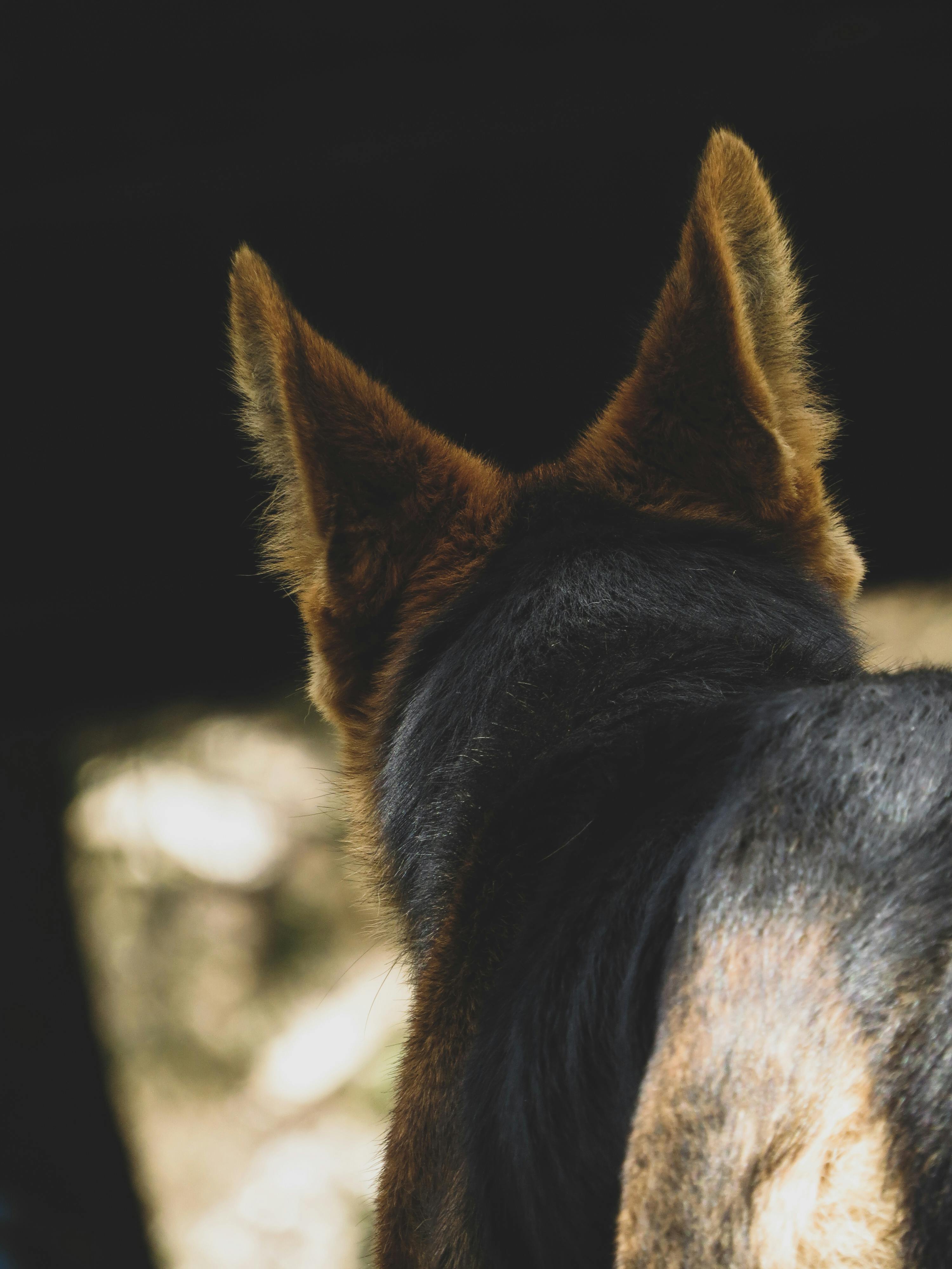 Back View of a Dog · Free Stock Photo