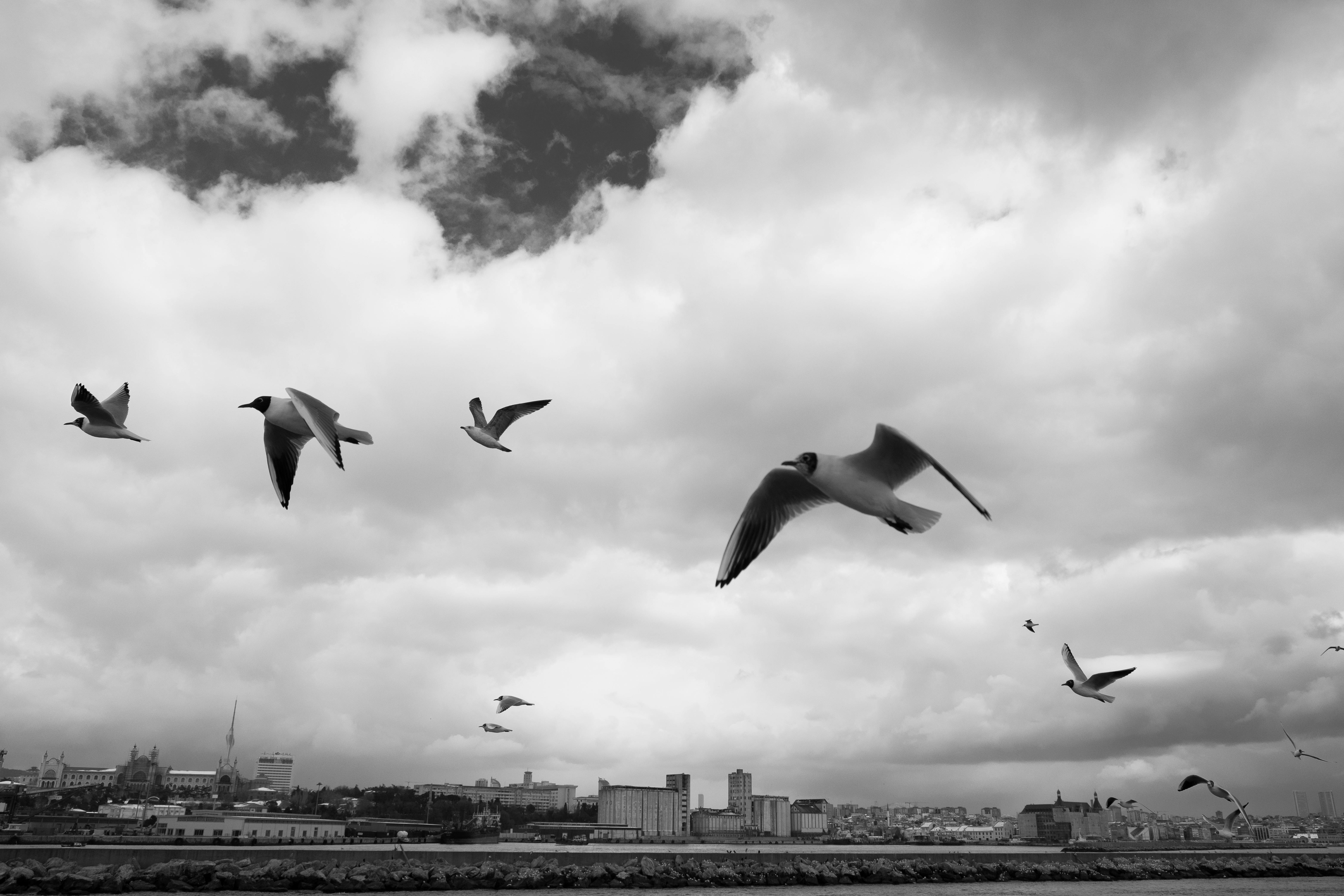 Grayscale Photo of Birds Flying · Free Stock Photo