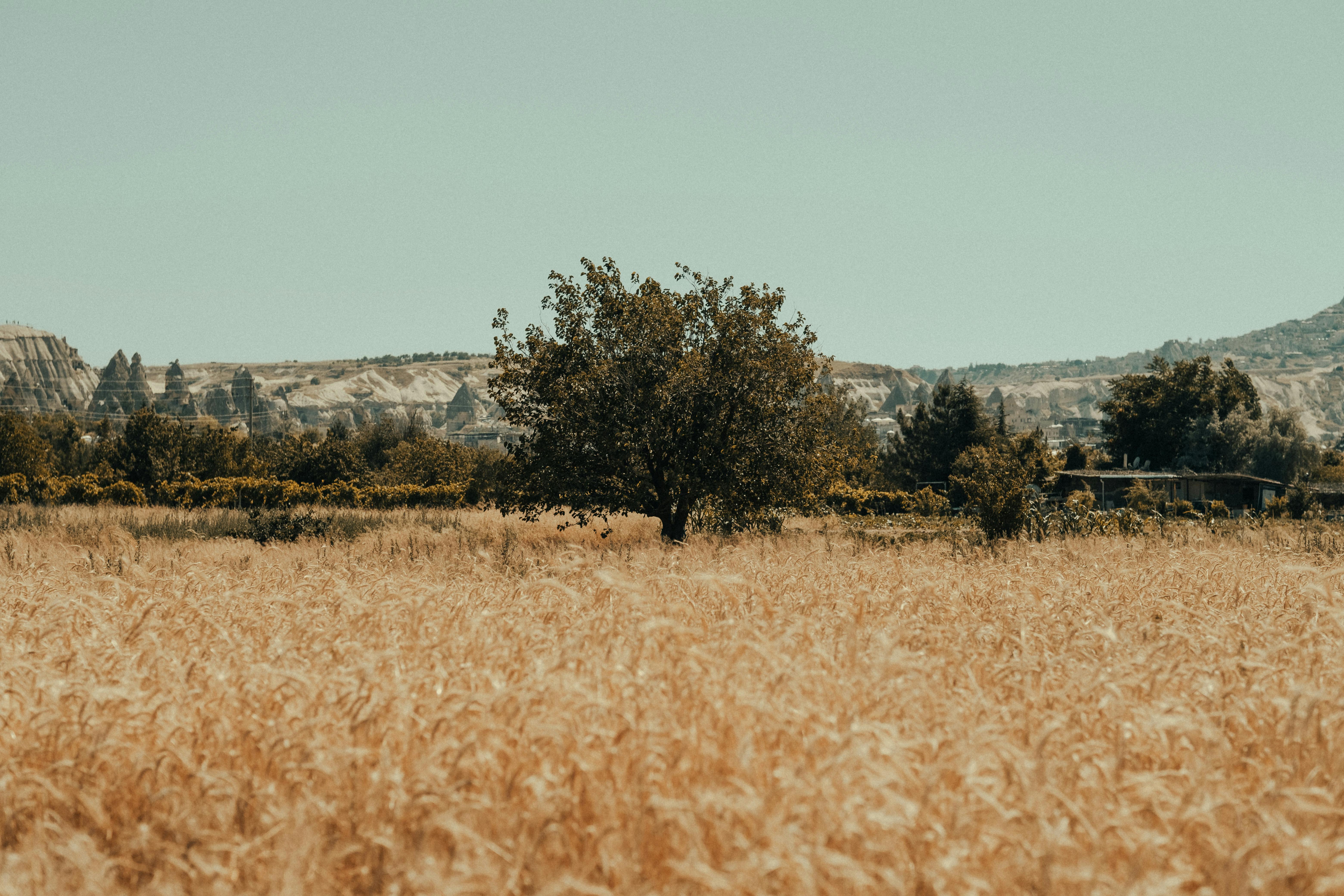 Photo Of Grass Field During Daytime · Free Stock Photo