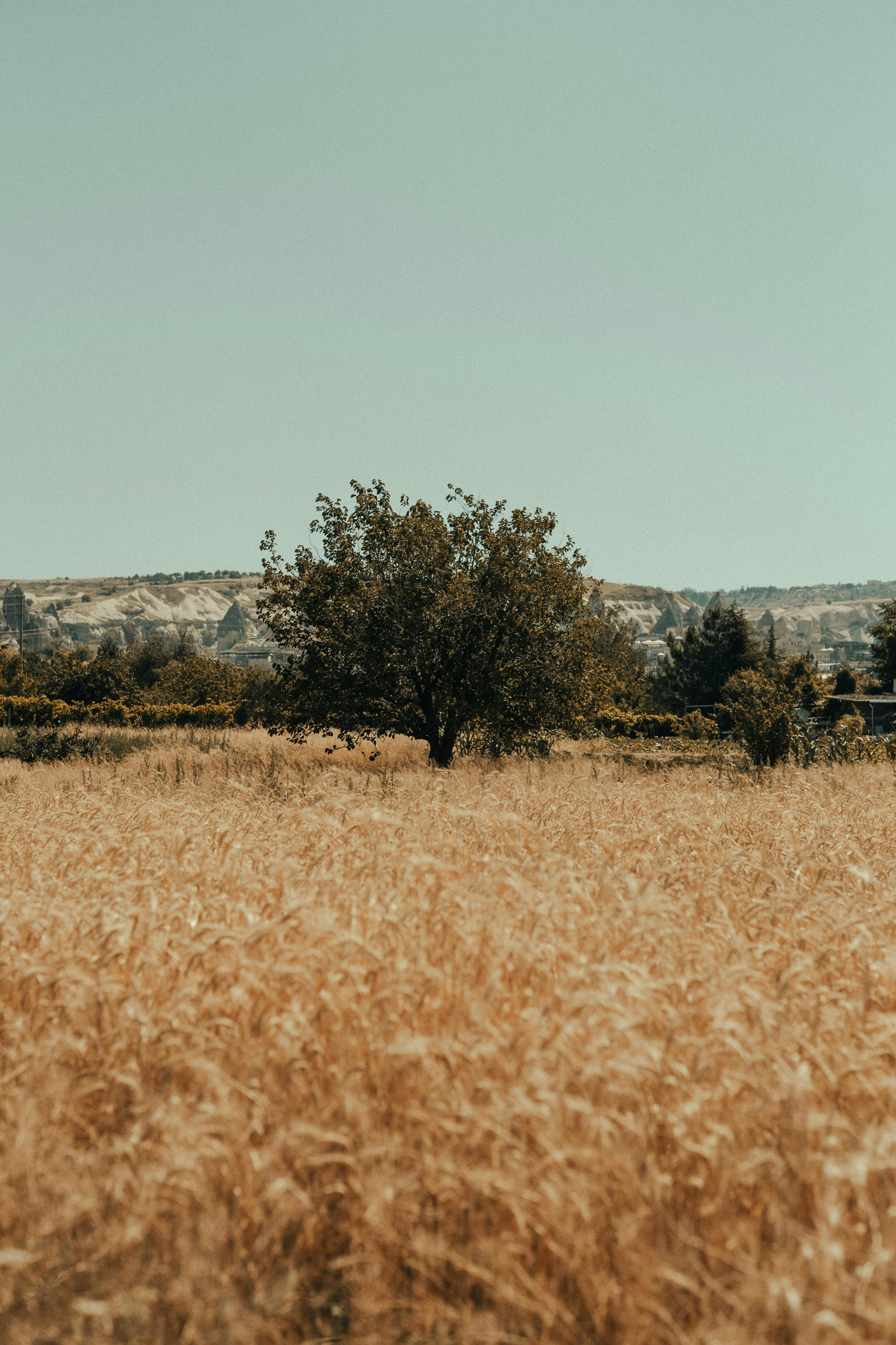 Green Trees on Brown Grass Field · Free Stock Photo