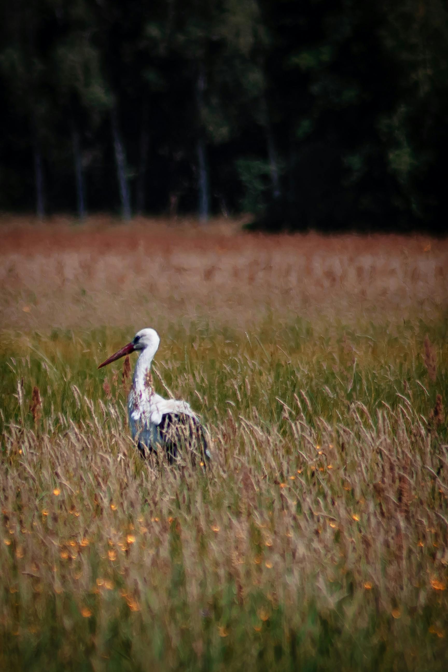 White Stork on a Grass Field · Free Stock Photo
