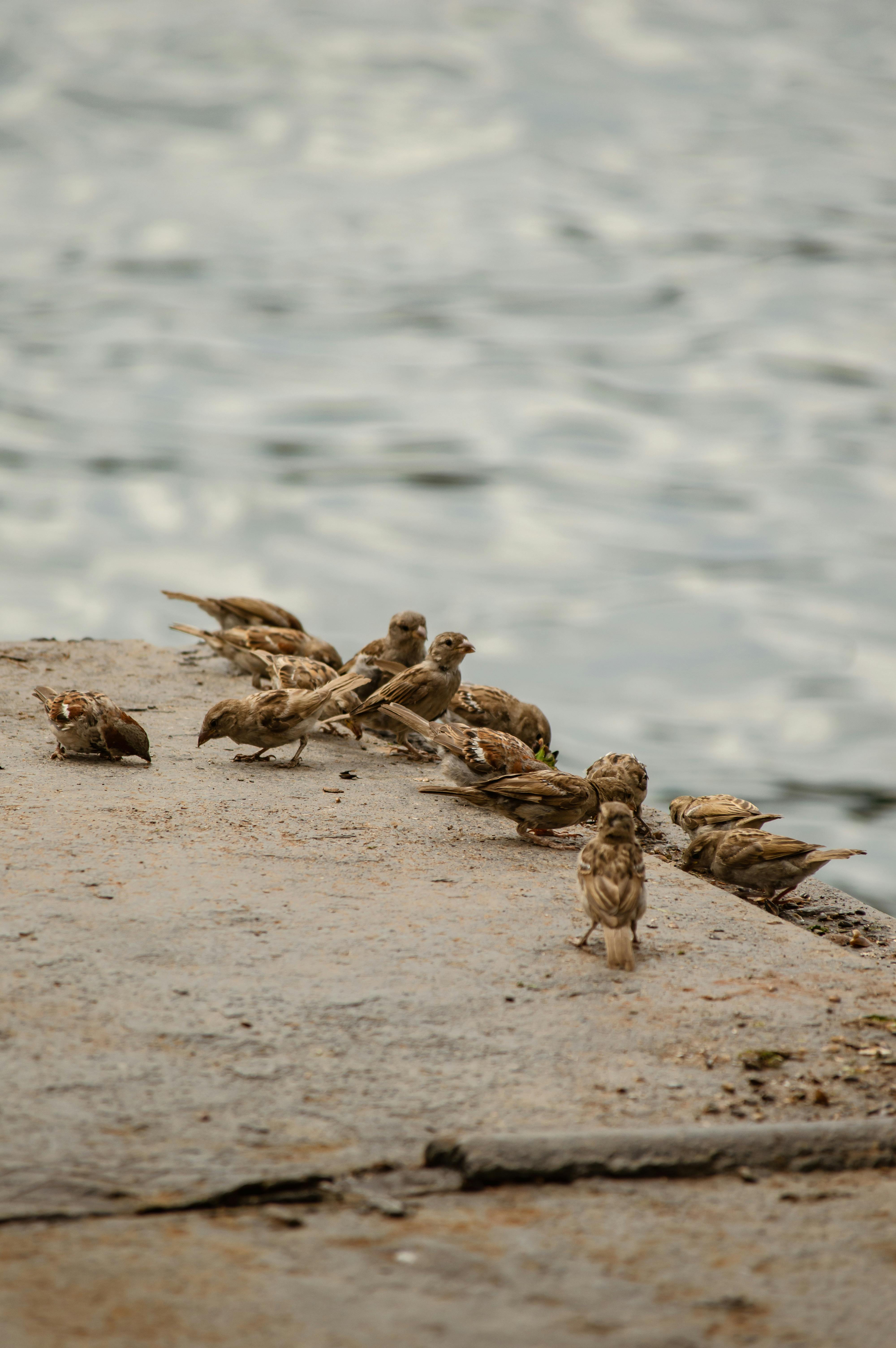 Flock of Birds on a Surface · Free Stock Photo