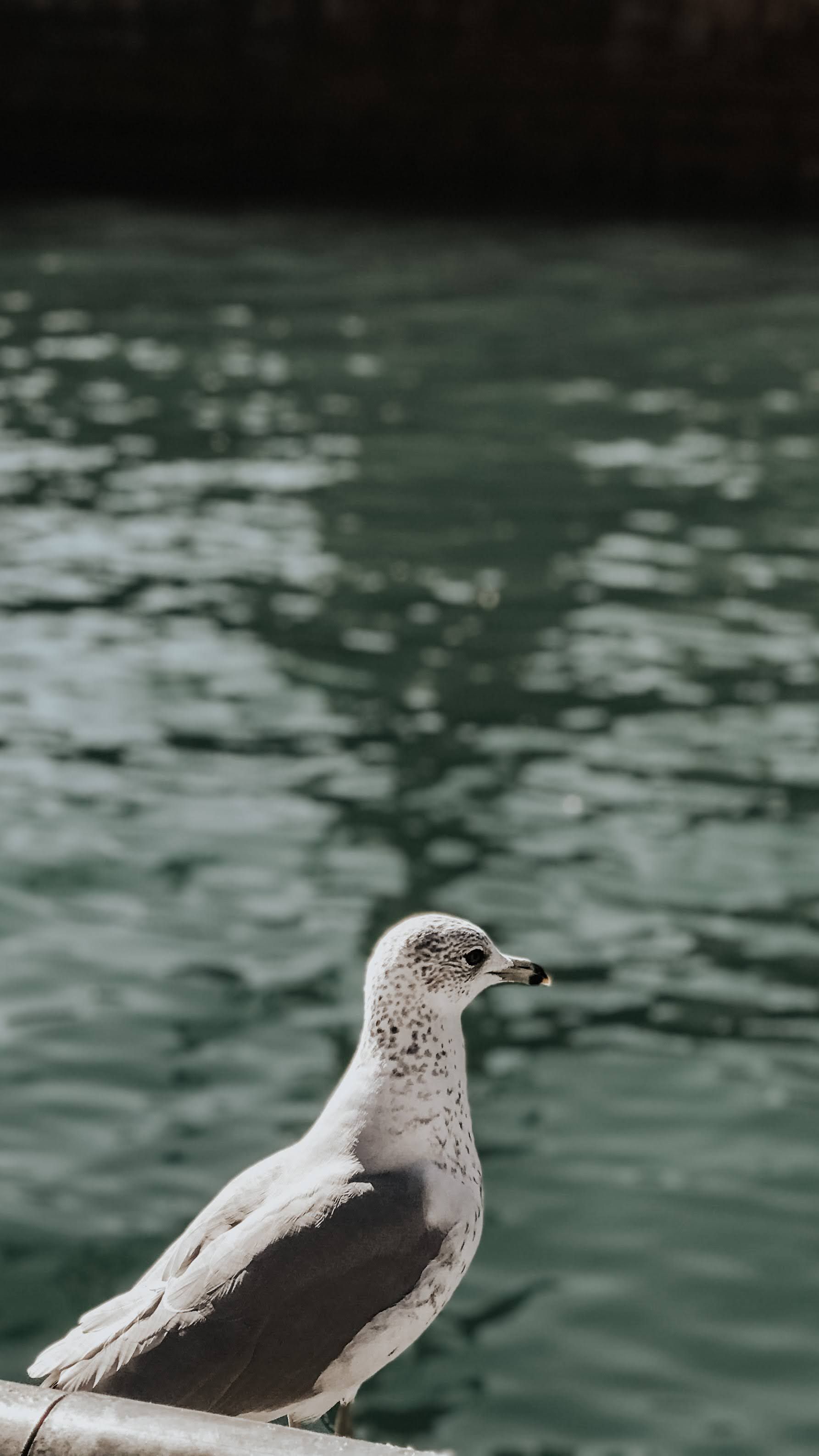 Seagull Bird Photos, Download Free Seagull Bird Stock Photos & HD Images