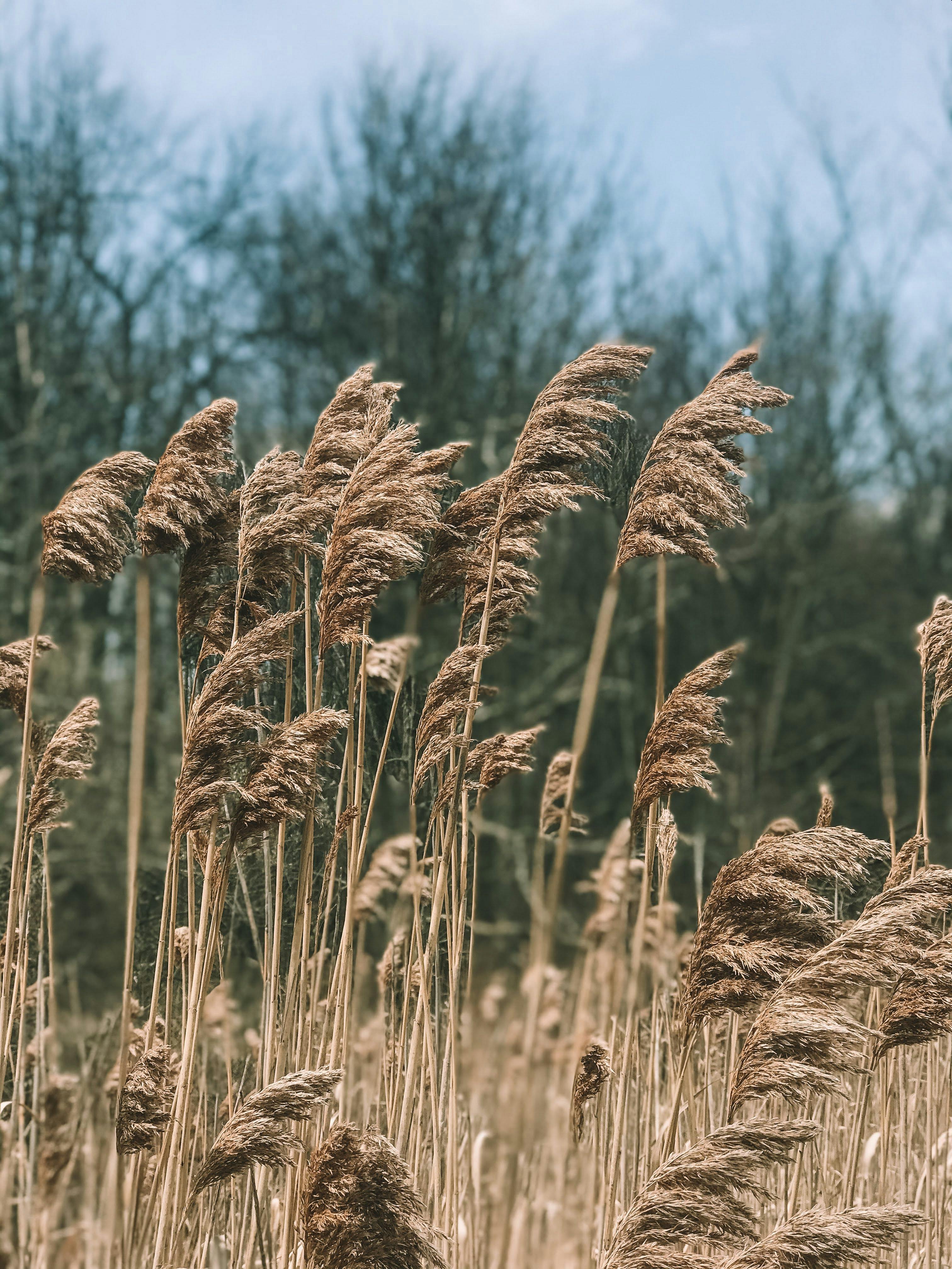 Photo of Common Reed Grass in a Glass Vase · Free Stock Photo