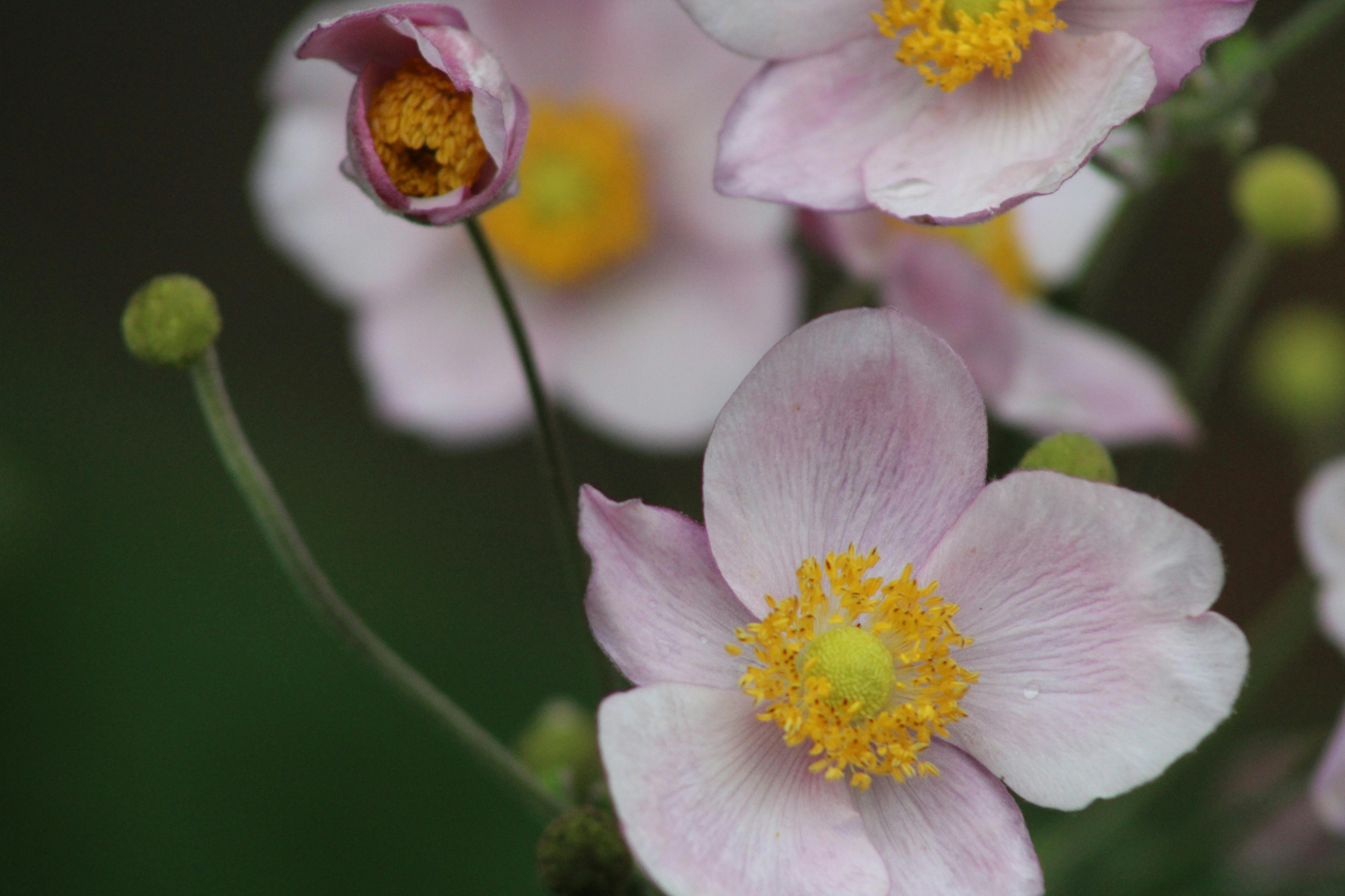 Japanese Anemone Photos, Download The BEST Free Japanese Anemone Stock ...
