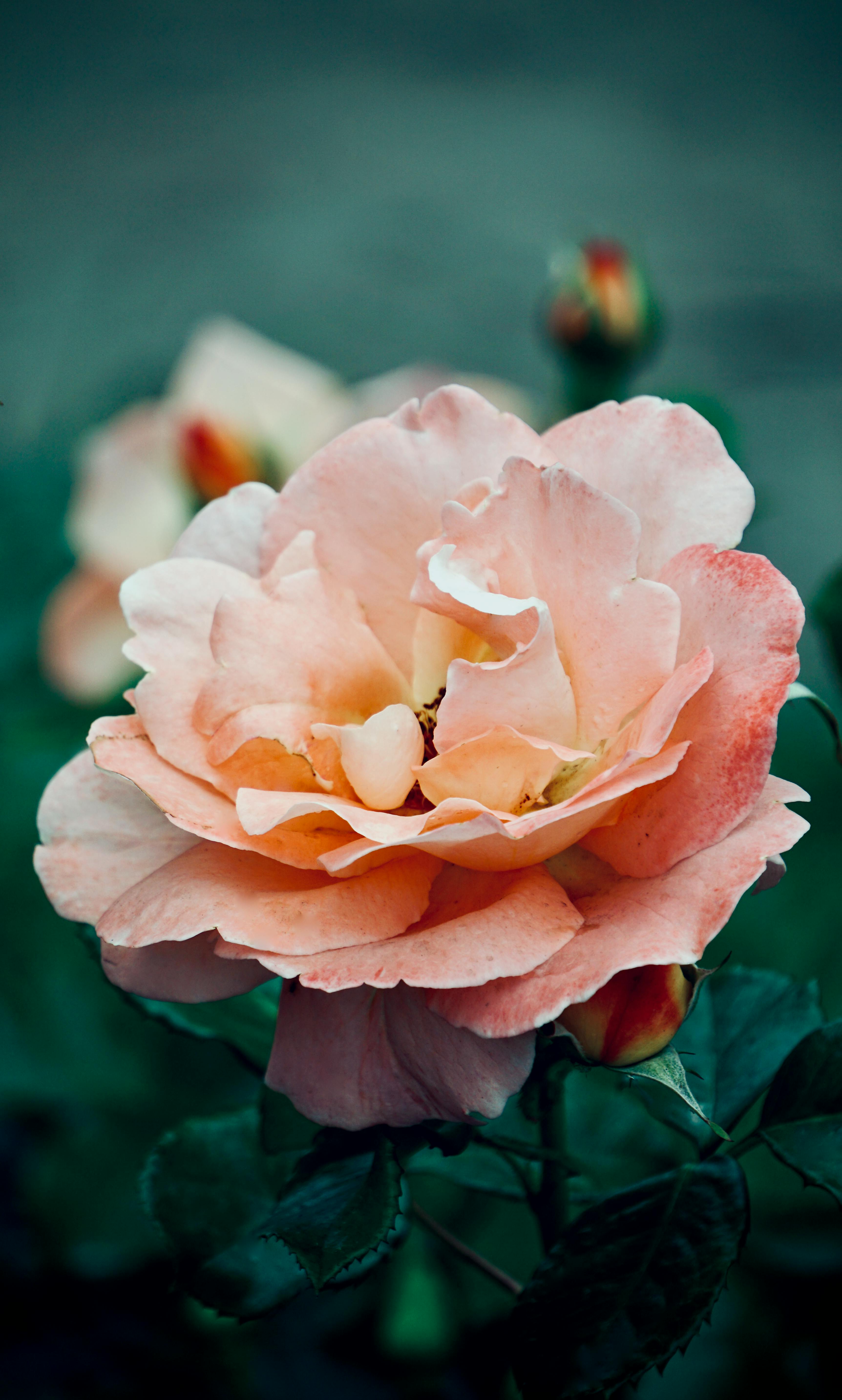 Peach Colored Floribunda Roses · Free Stock Photo