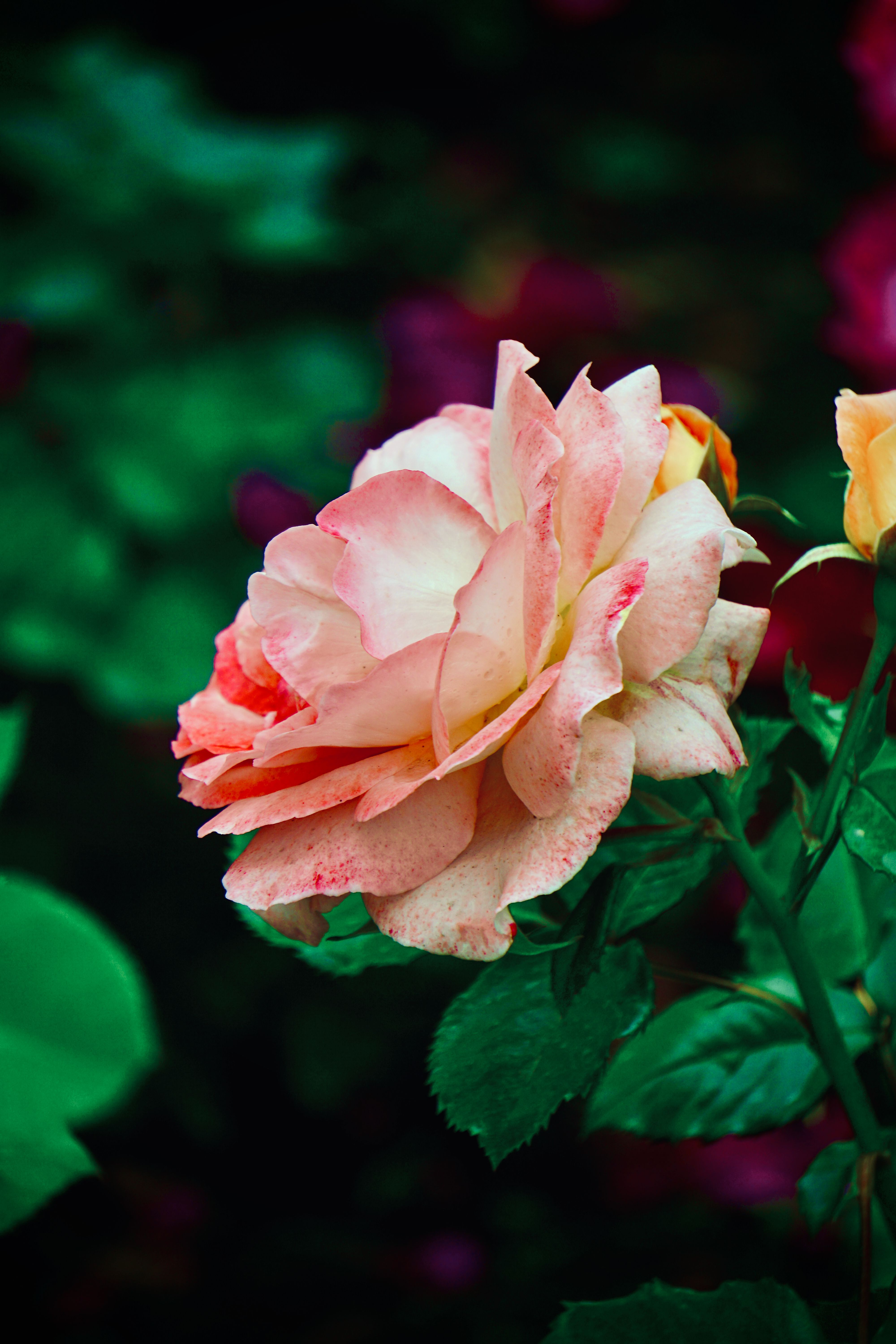 Close-Up Shot of Roses · Free Stock Photo