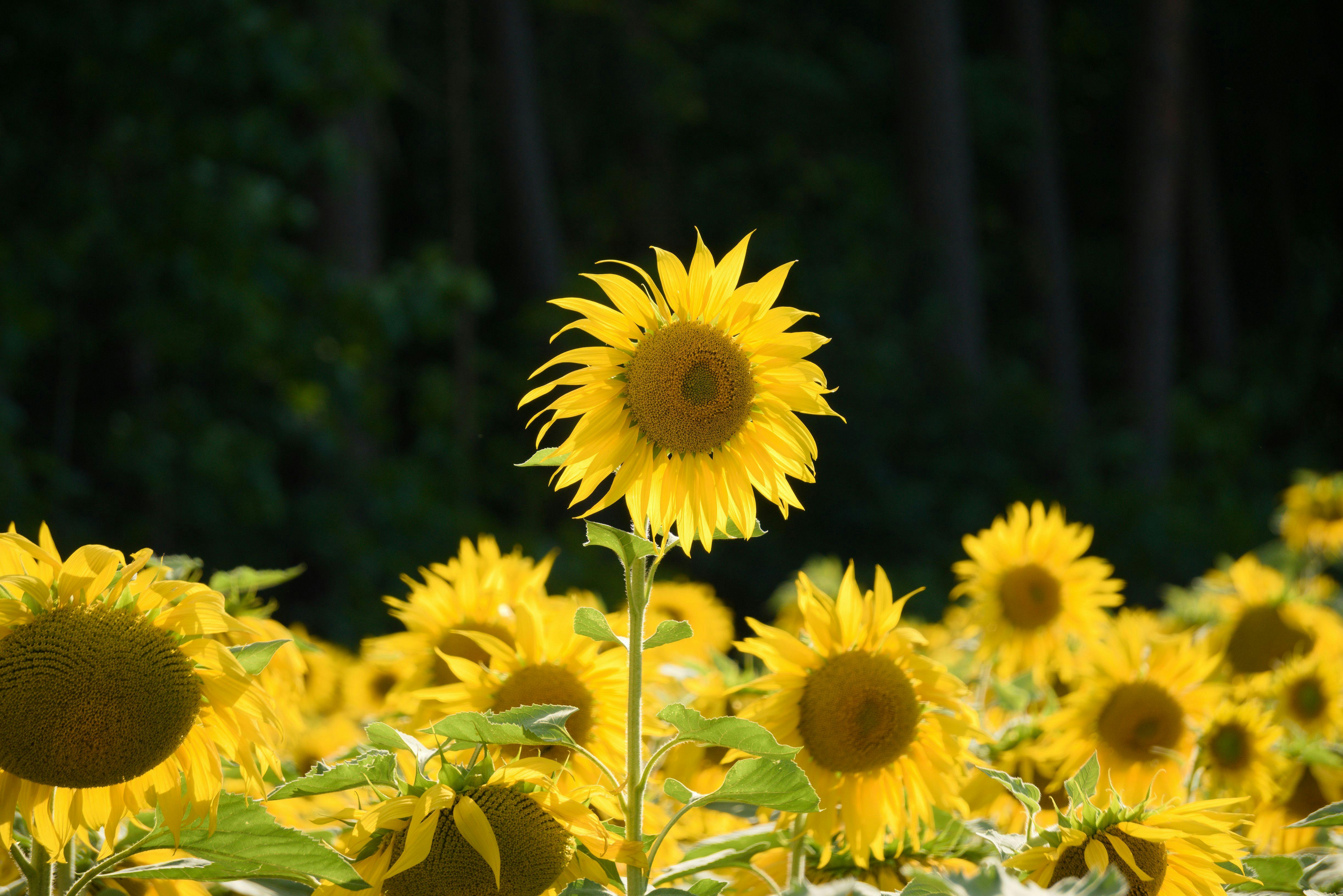 Disk Wallpaper Photos, Download The BEST Free Disk Wallpaper Stock ...