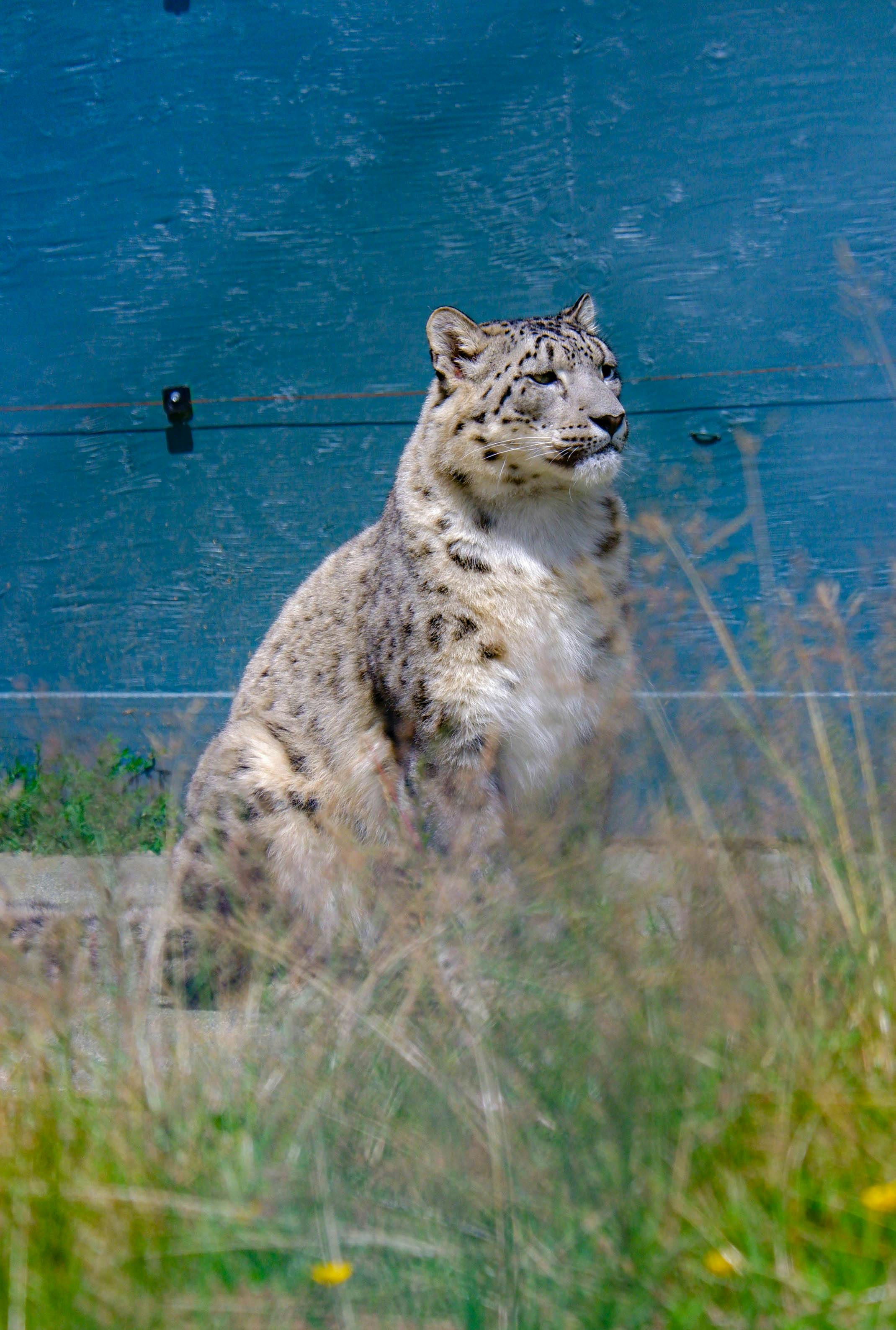 50,370+ Best Free Snow leopard Stock Photos & Images · 100% Royalty ...