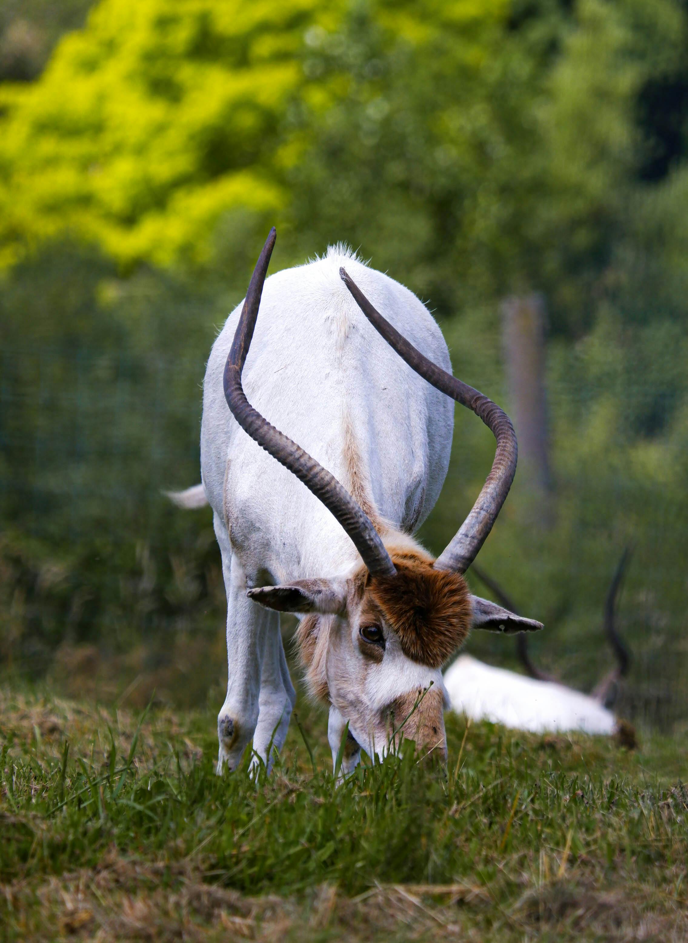 An Antelope Eating Grass · Free Stock Photo