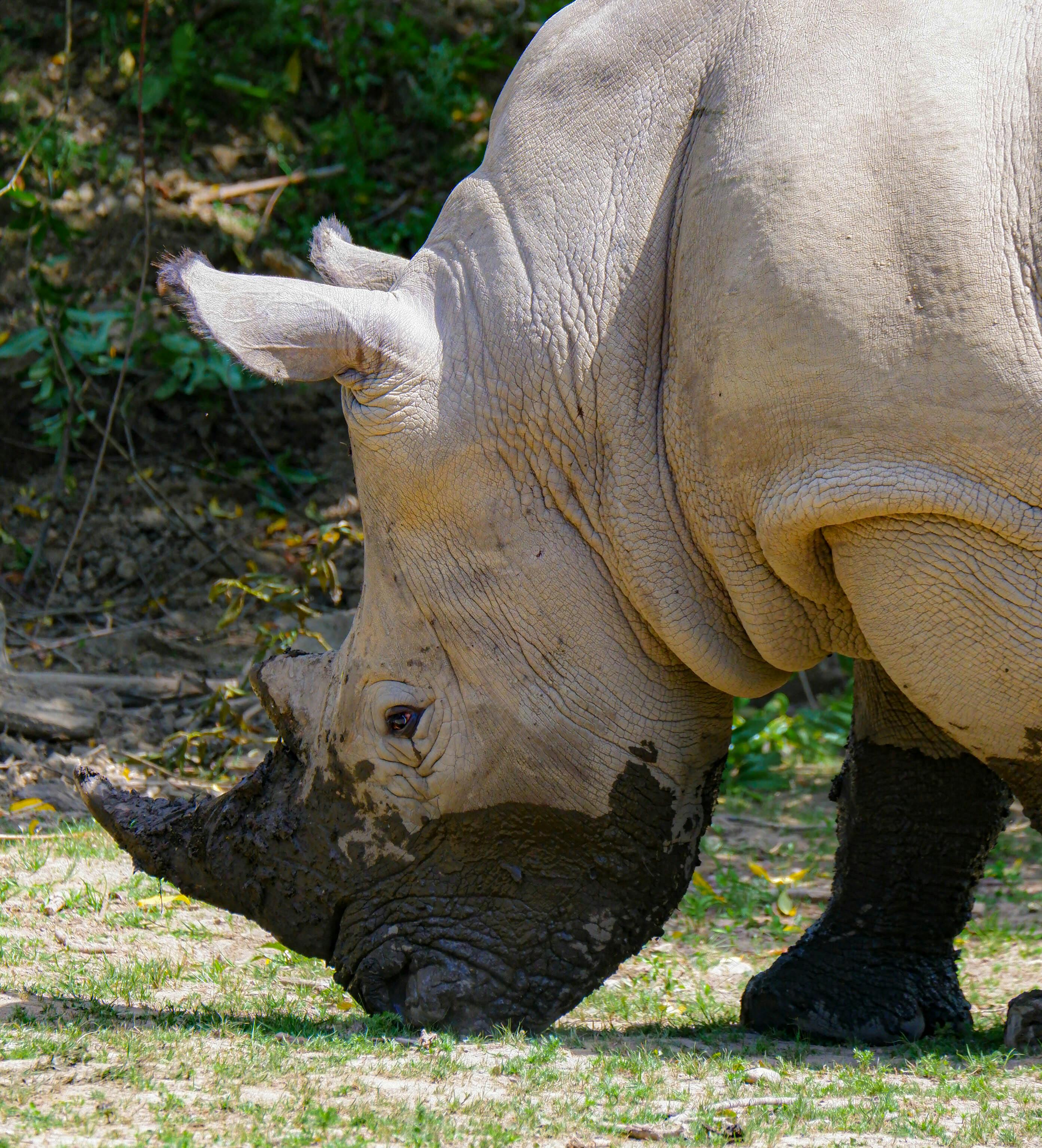 Rhinocerotidae Photos, Download The BEST Free Rhinocerotidae Stock ...