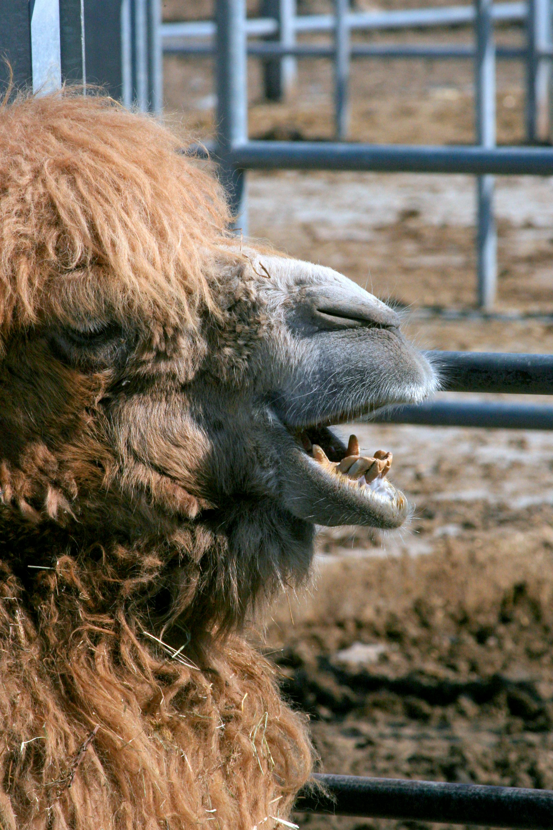 Portrait of Smiling Alpaca · Free Stock Photo
