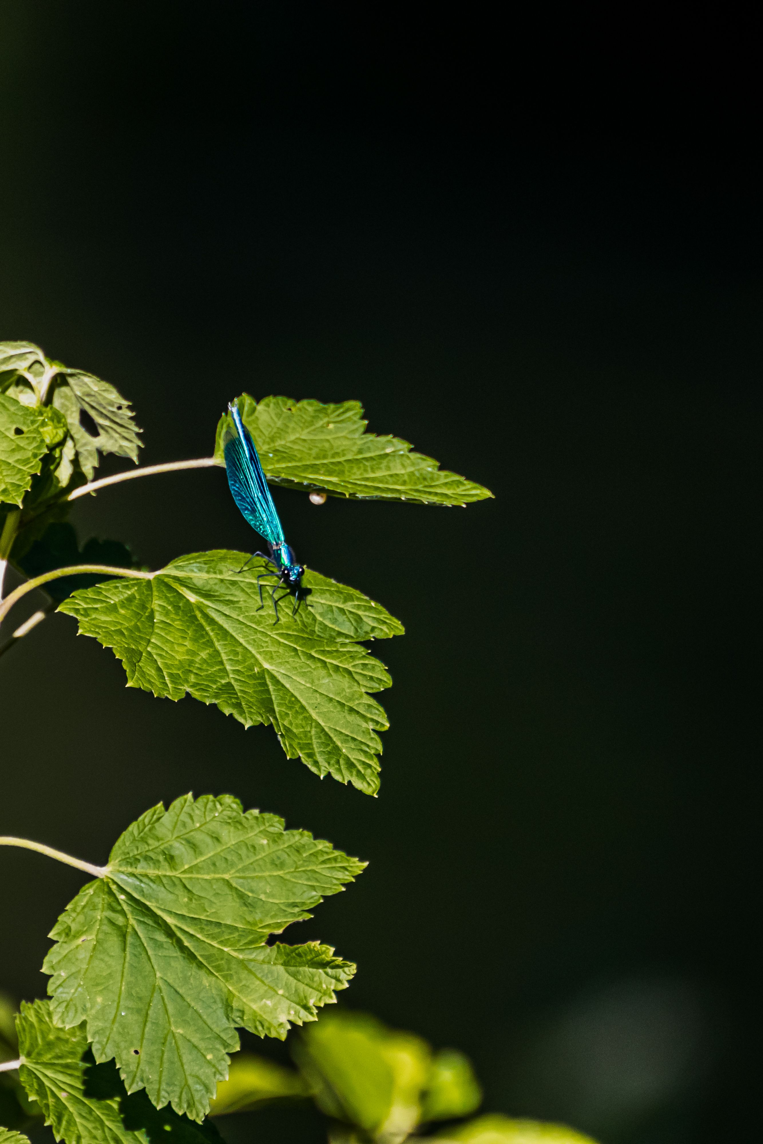 Close up Photo of a Damselfly · Free Stock Photo