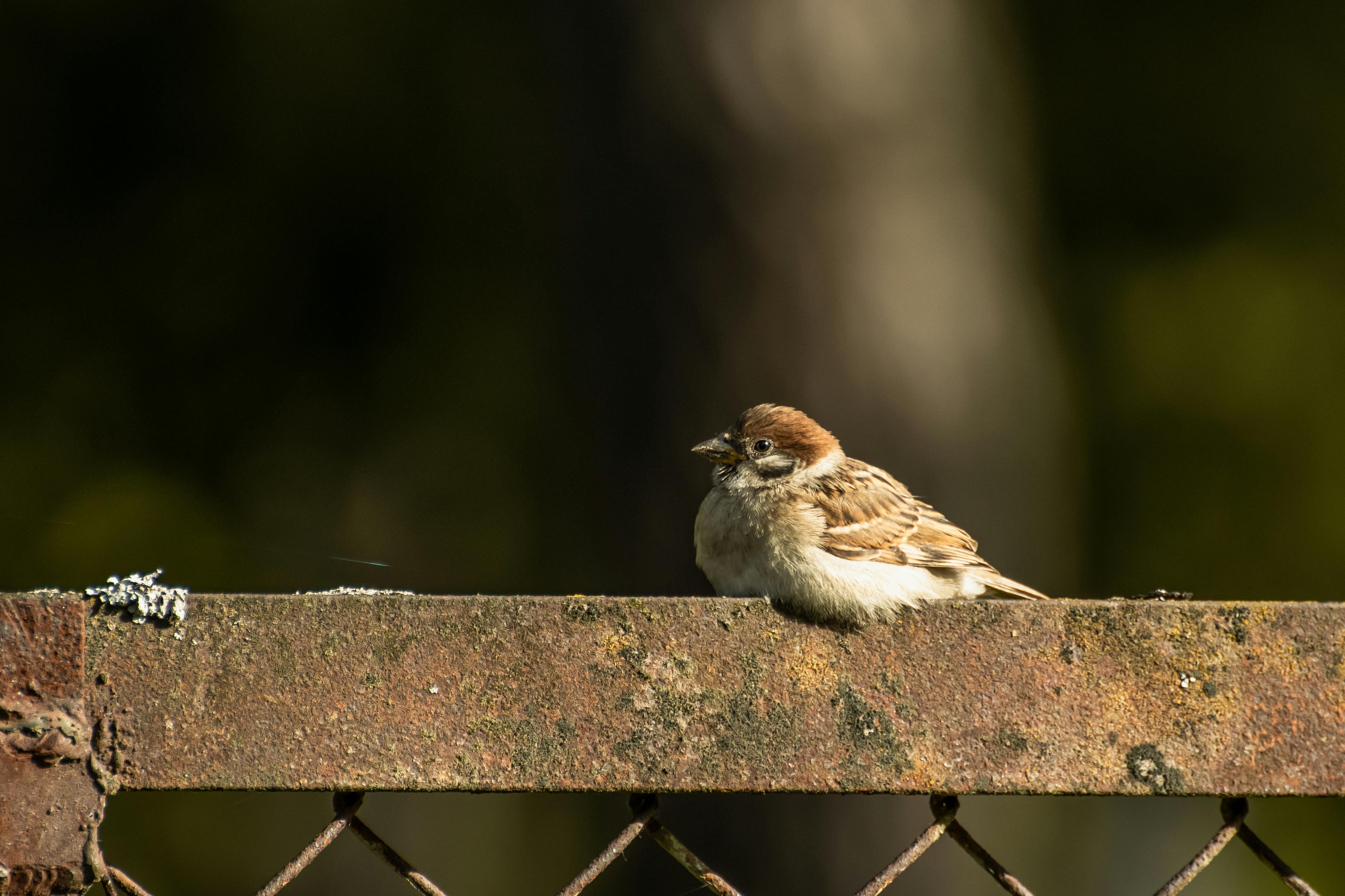 Selective Focus Photography of Two Brown Sparrows on Railings · Free ...