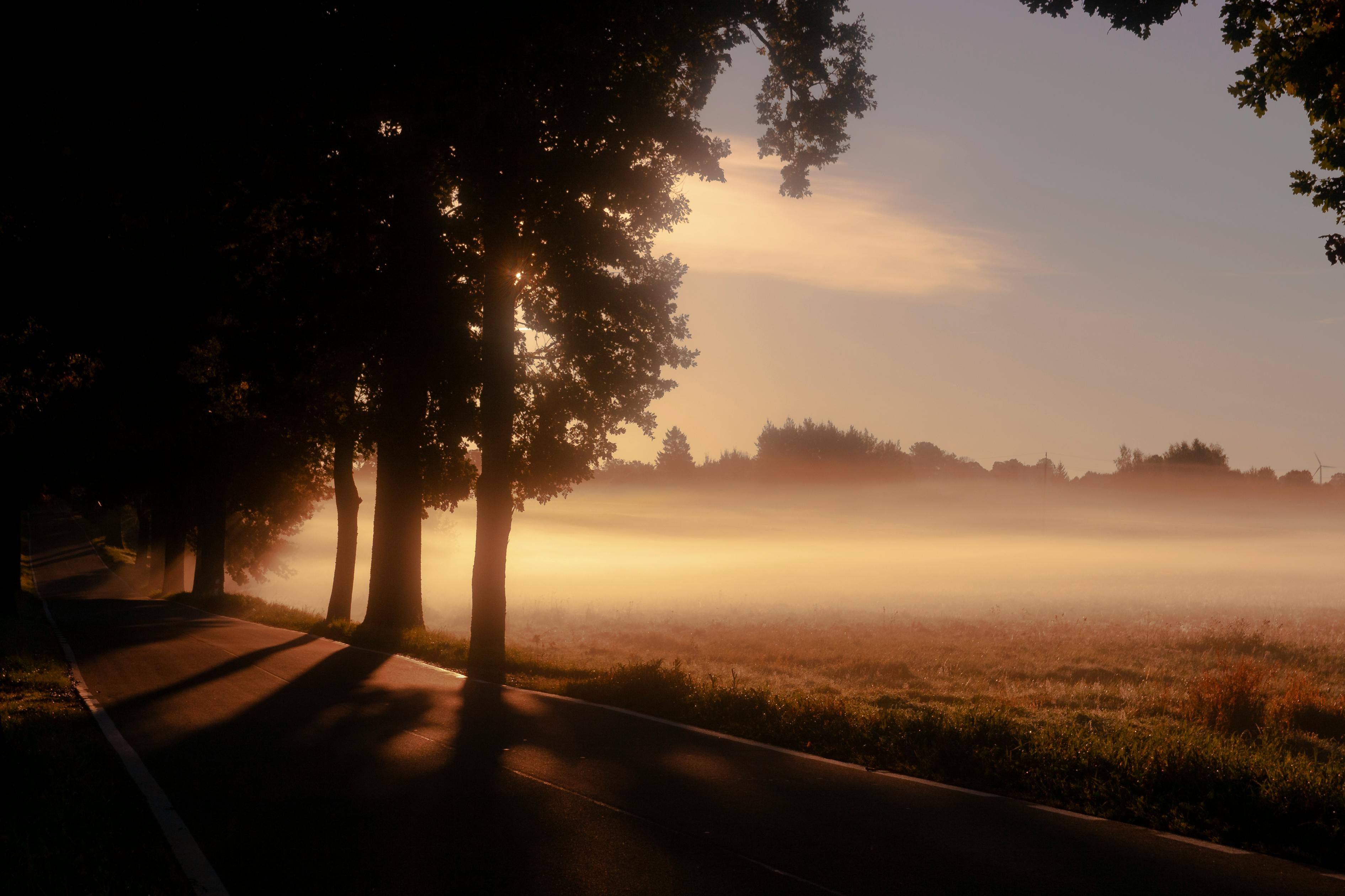 Black Tree at Night Time · Free Stock Photo