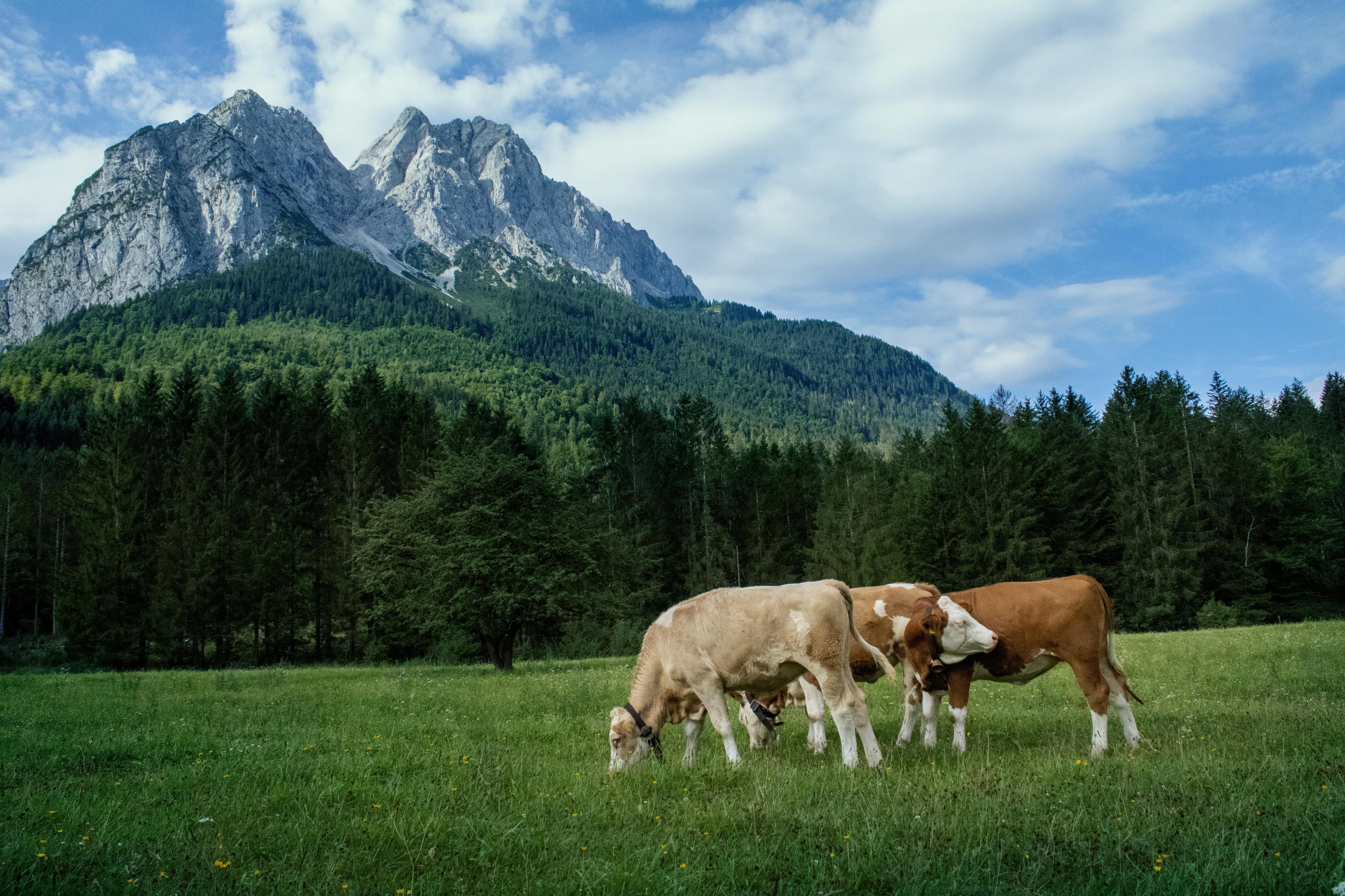 Simmental Photos, Download The BEST Free Simmental Stock Photos & HD Images