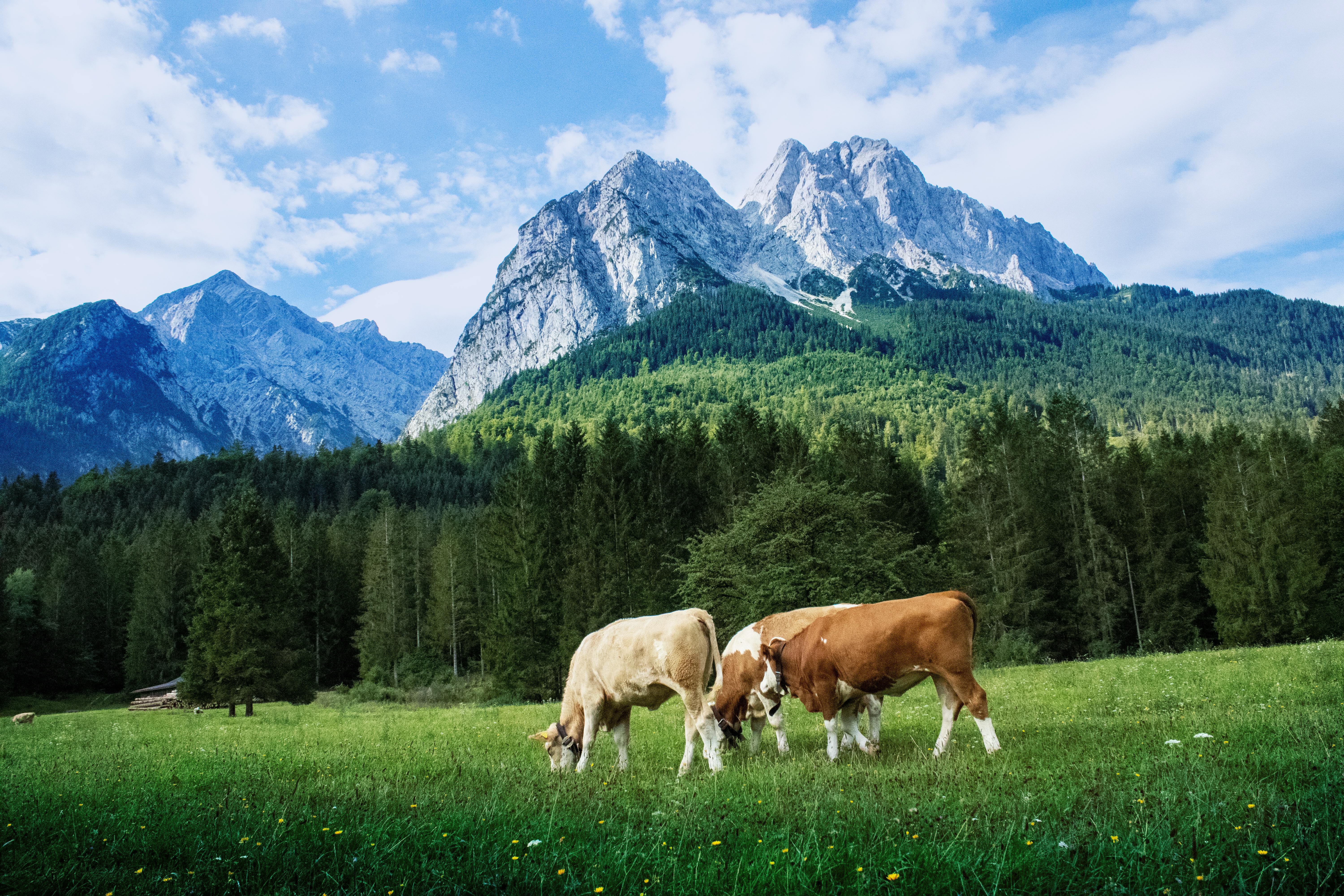 Simmental Photos, Download The BEST Free Simmental Stock Photos & HD Images