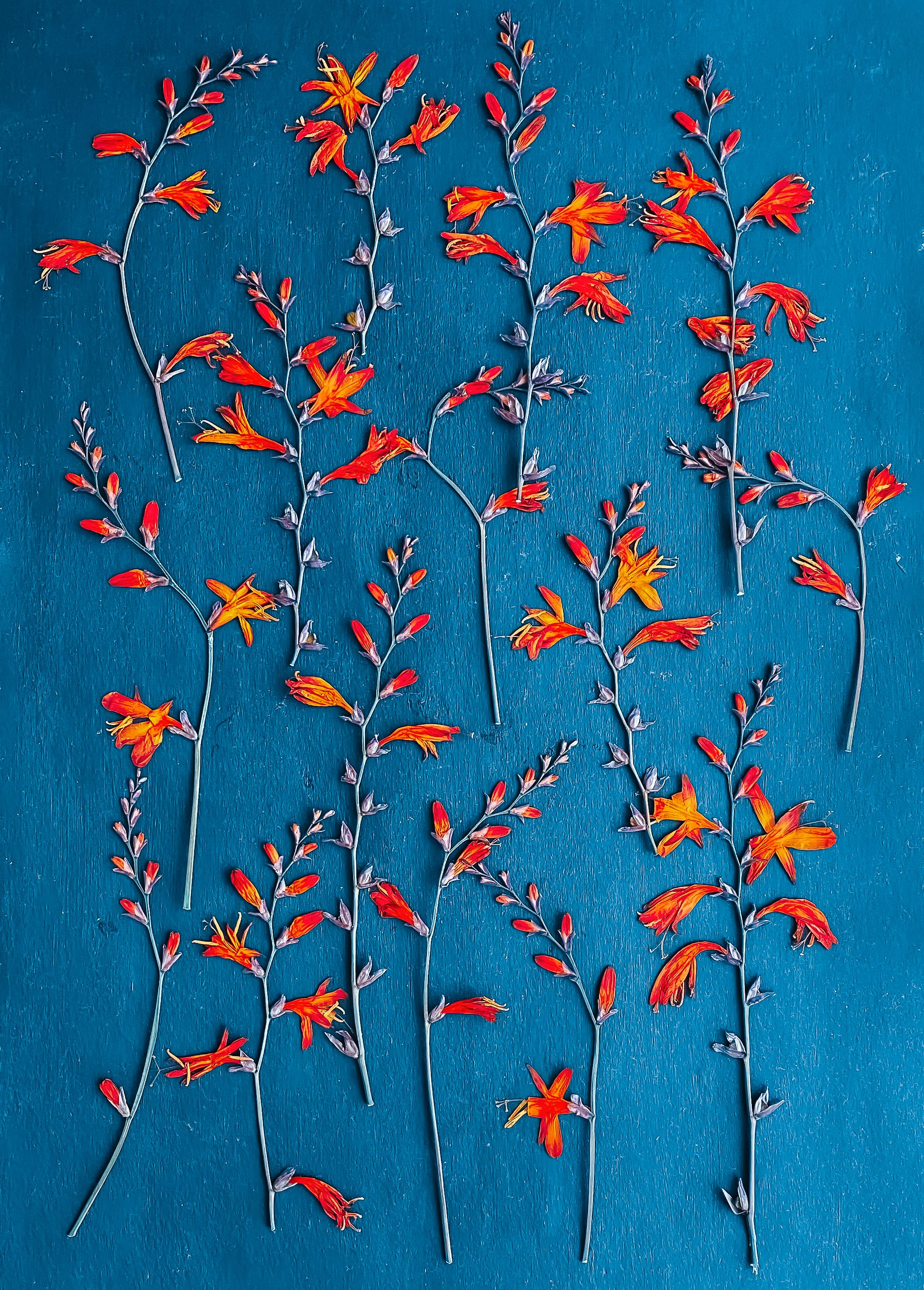 Dried Stems and Flowers on a Blue Surface · Free Stock Photo
