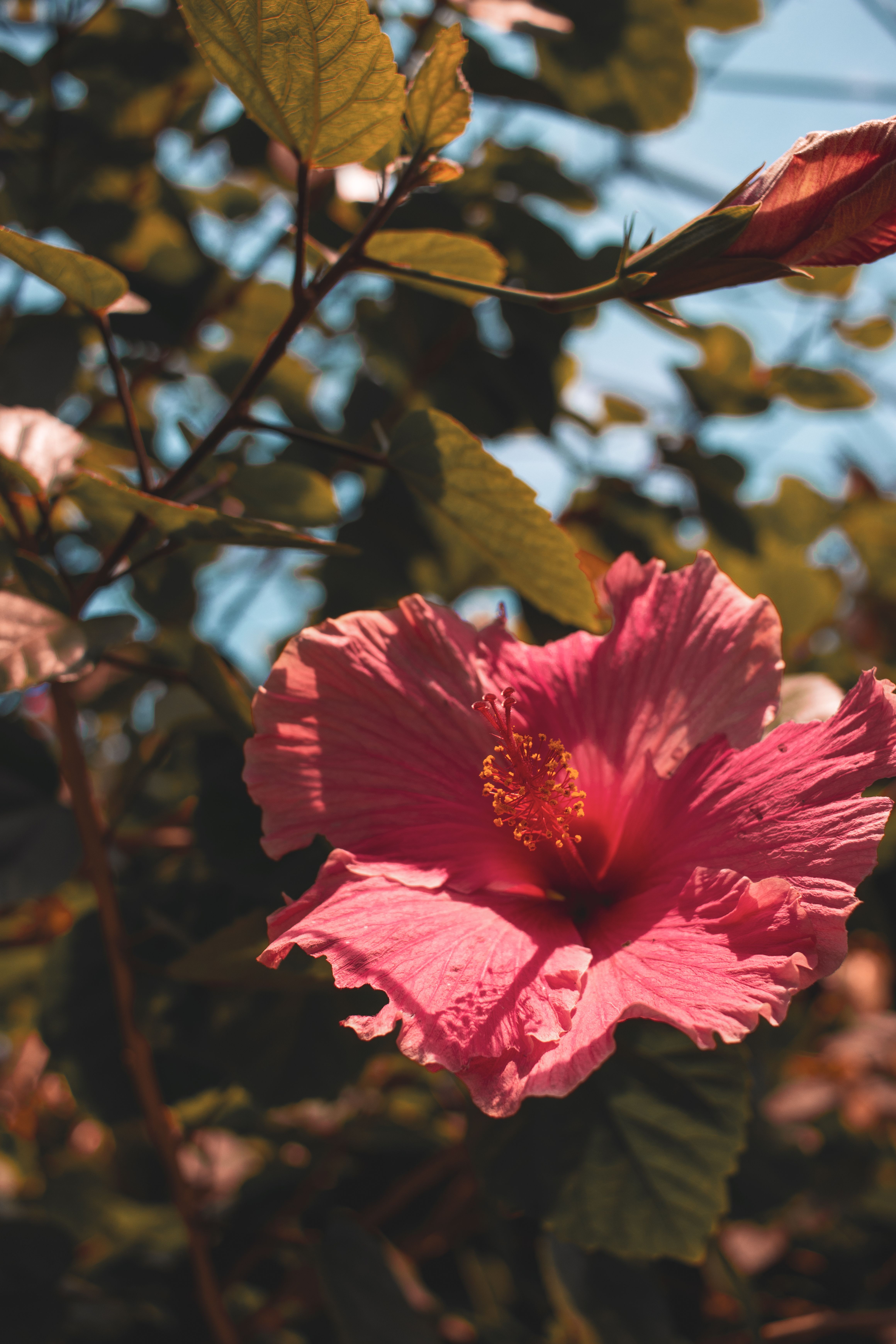 Pink Hibiscus Flower with Yellow Anther · Free Stock Photo