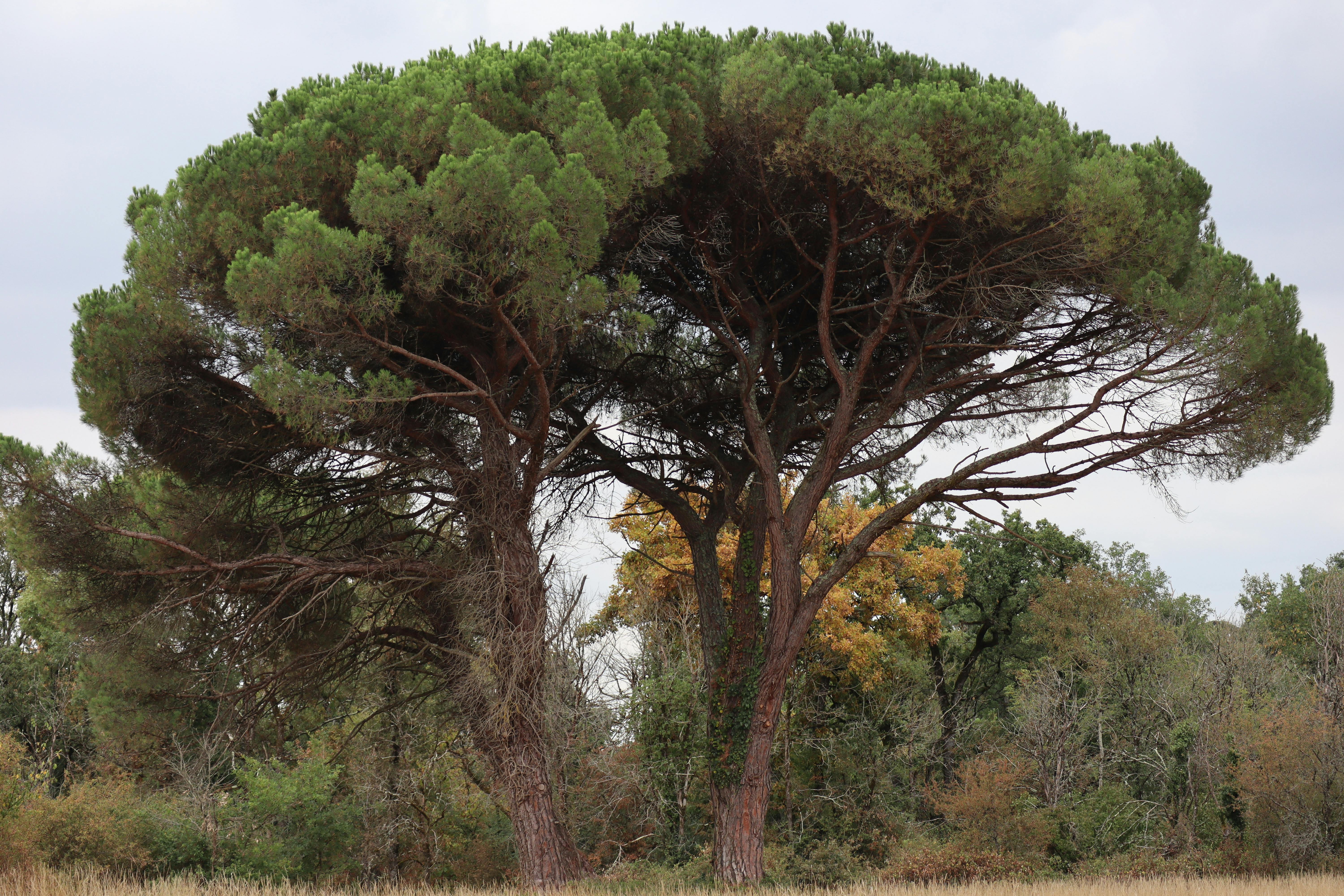 Brown Grass · Free Stock Photo