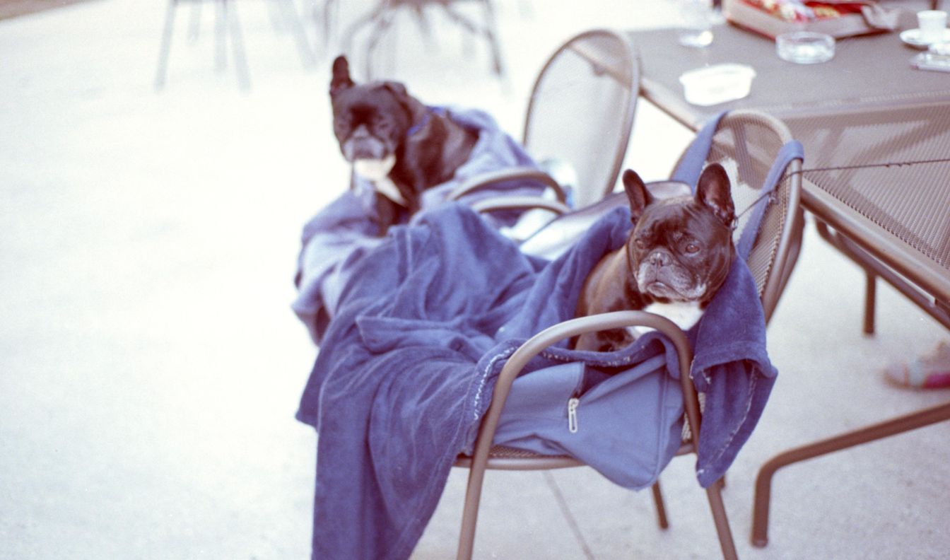 Understanding the Dogs Act 1871: Key Points for Pet Owners