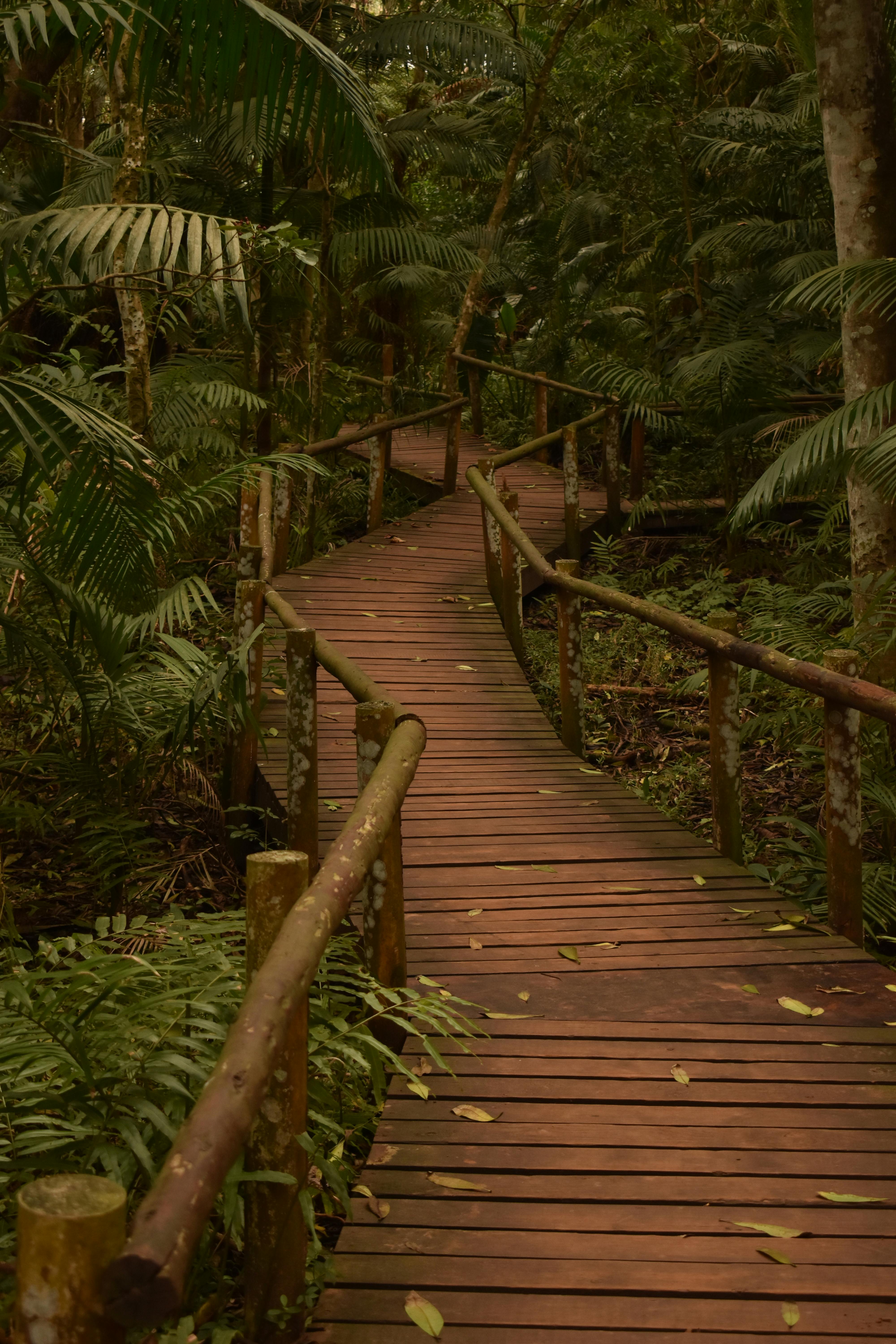 Wooden Walk path in the Middle of the Forest · Free Stock Photo