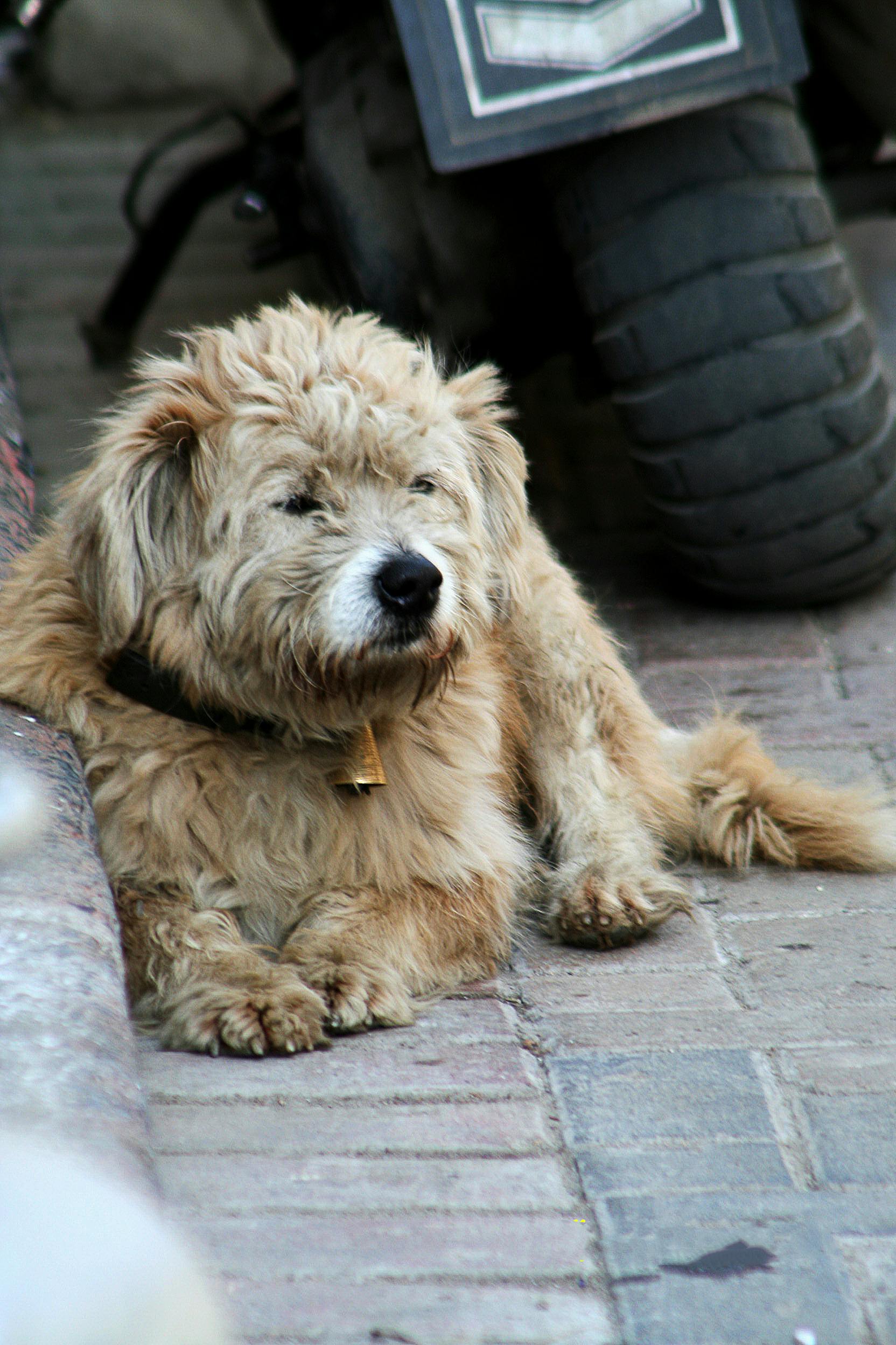 Cute Furry Dog lying on the Ground · Free Stock Photo