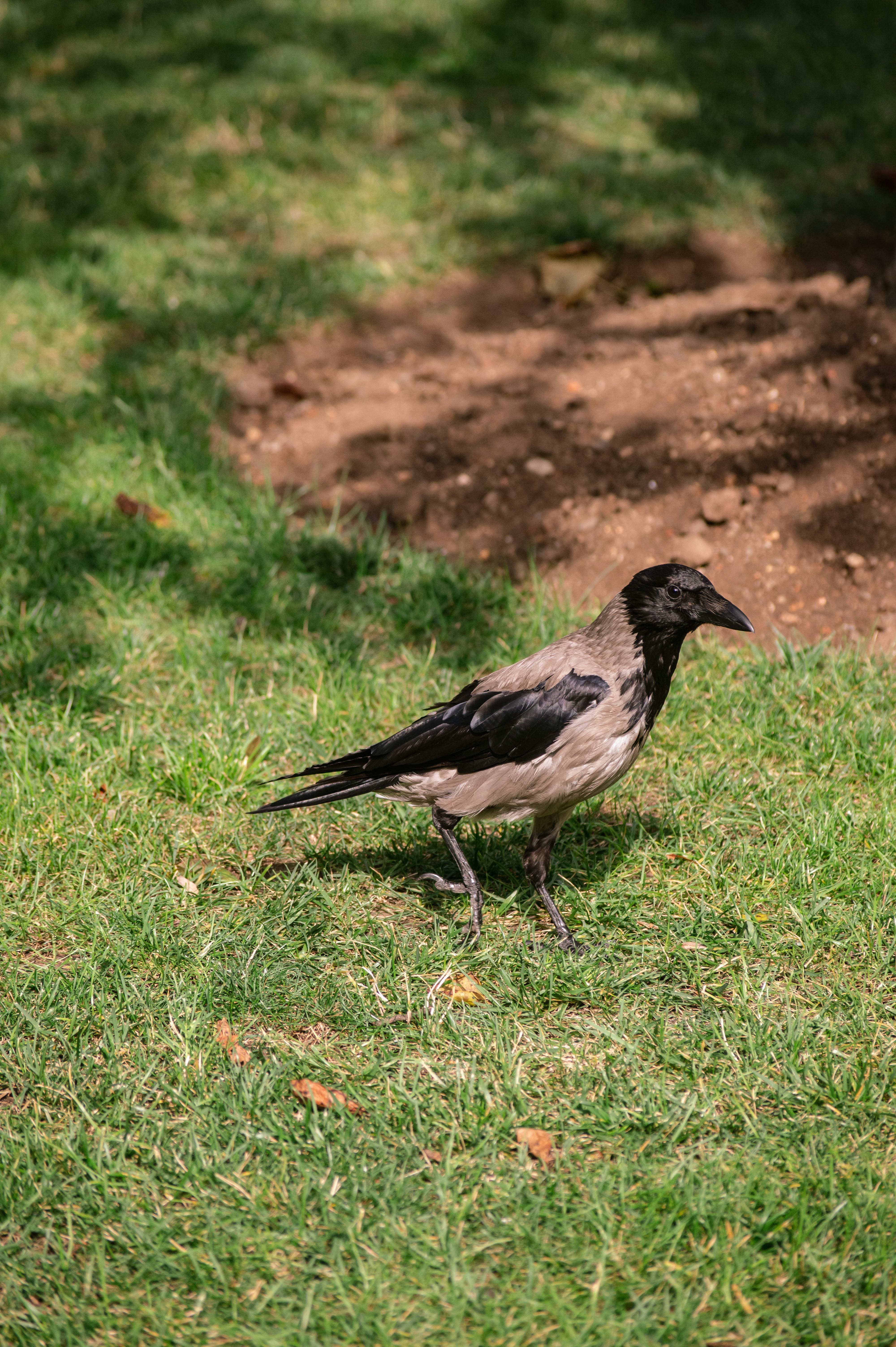 Brown and Black Crow on Green Gras · Free Stock Photo