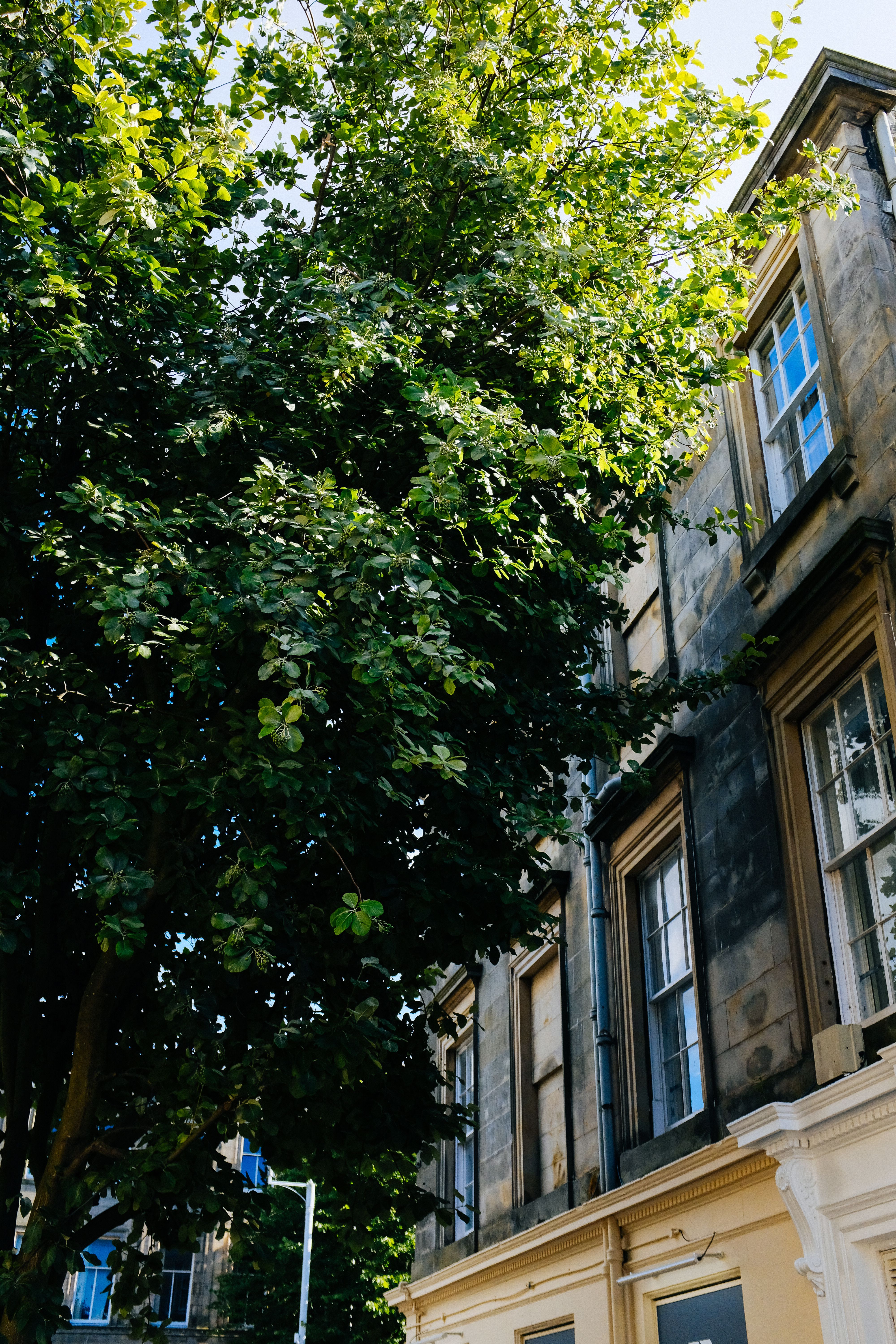 Low Angle Shot of a Green Tree Beside the Concrete Building · Free ...