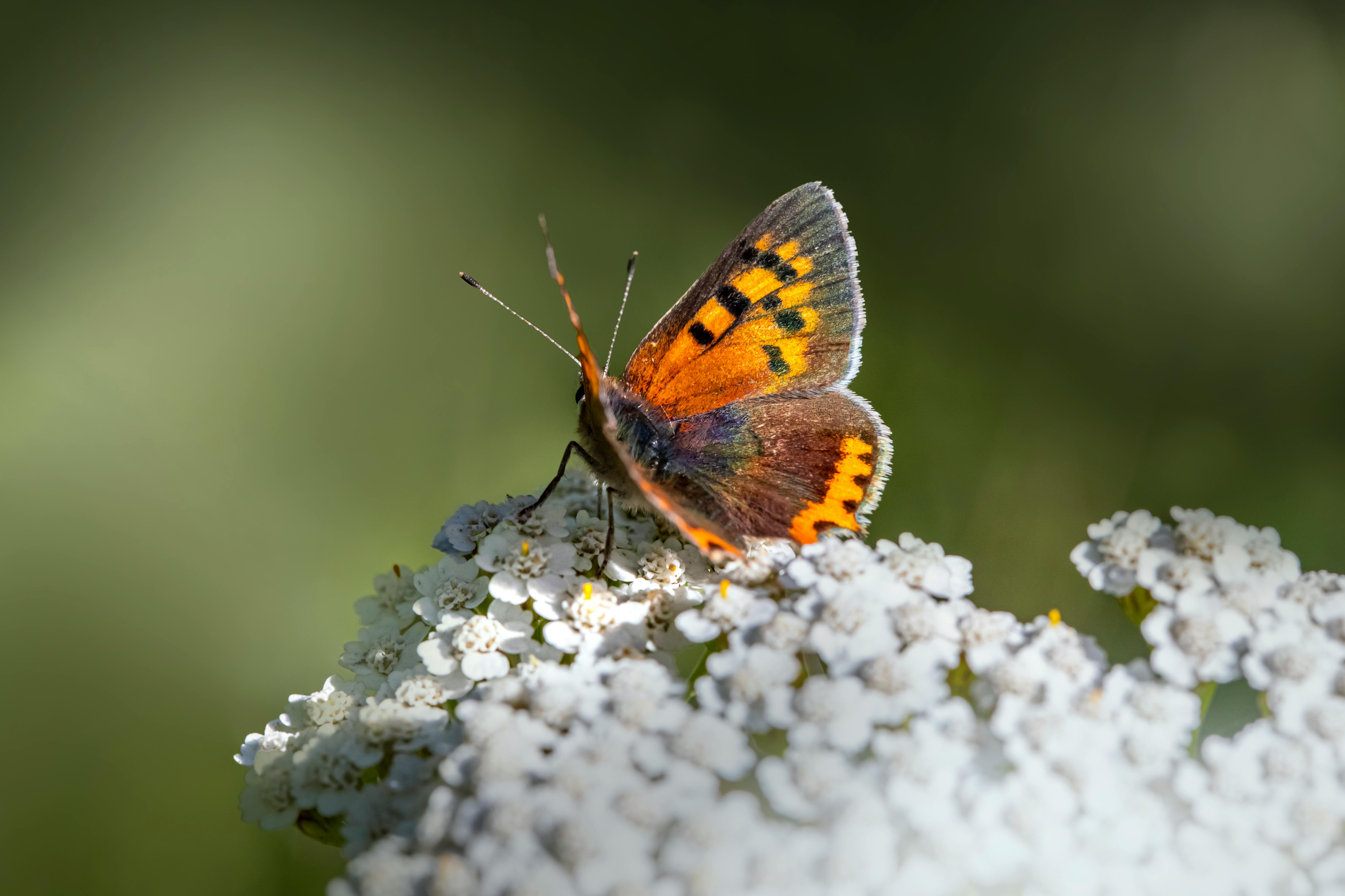 Common Copper Photos, Download The BEST Free Common Copper Stock Photos ...