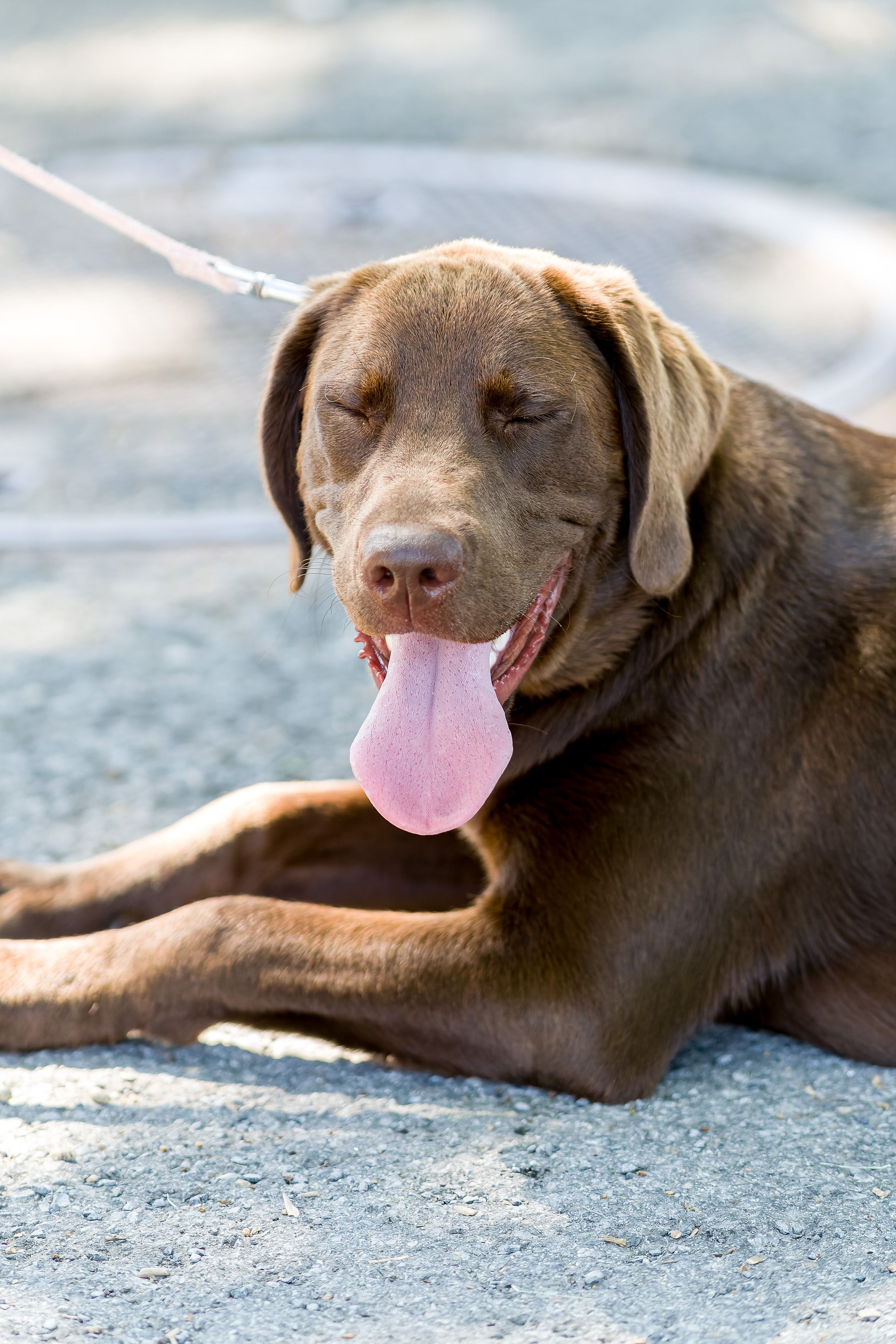 Short Coated Dog · Free Stock Photo