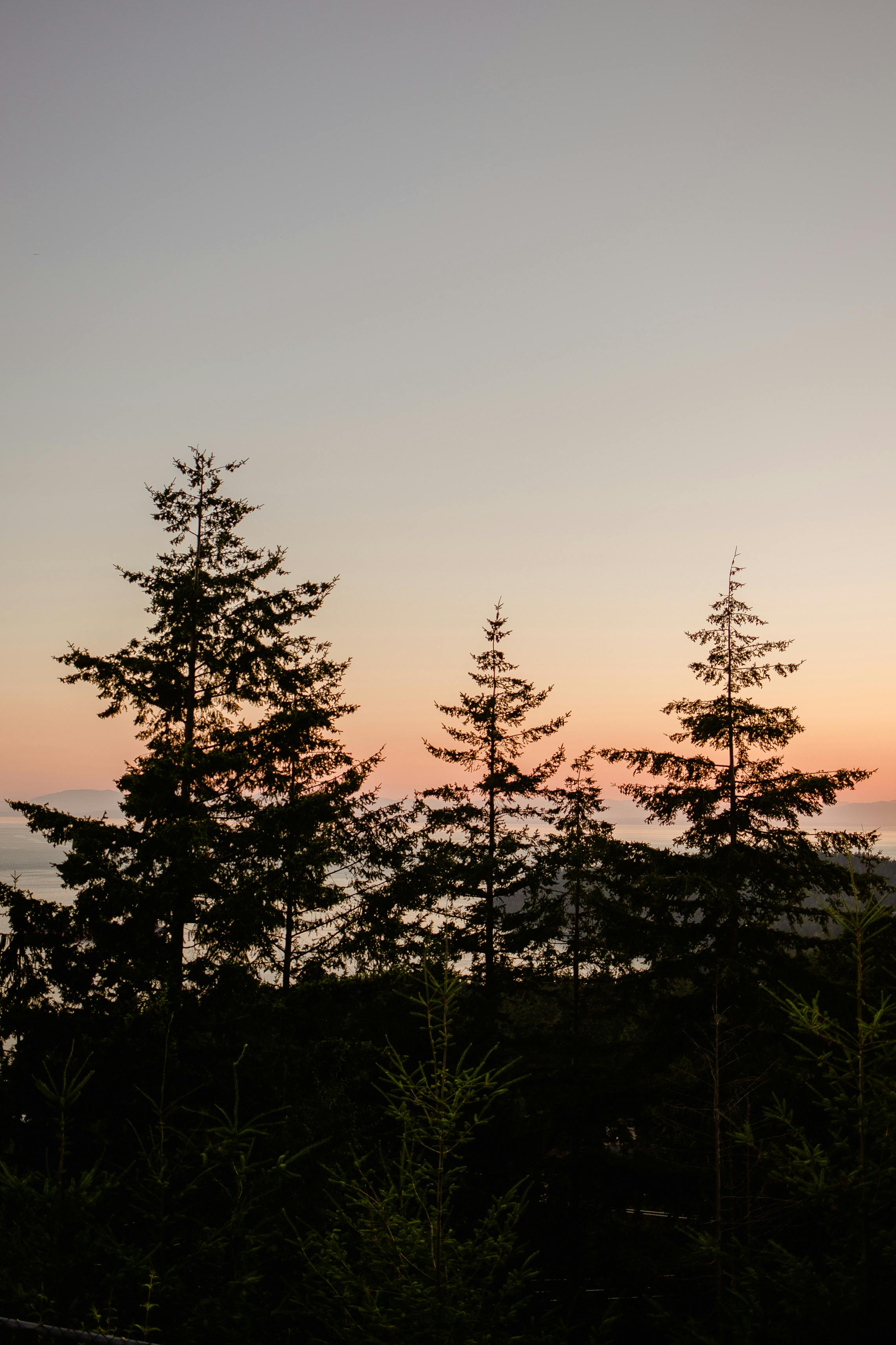 Silhouettes of Fir Trees on Sunset · Free Stock Photo
