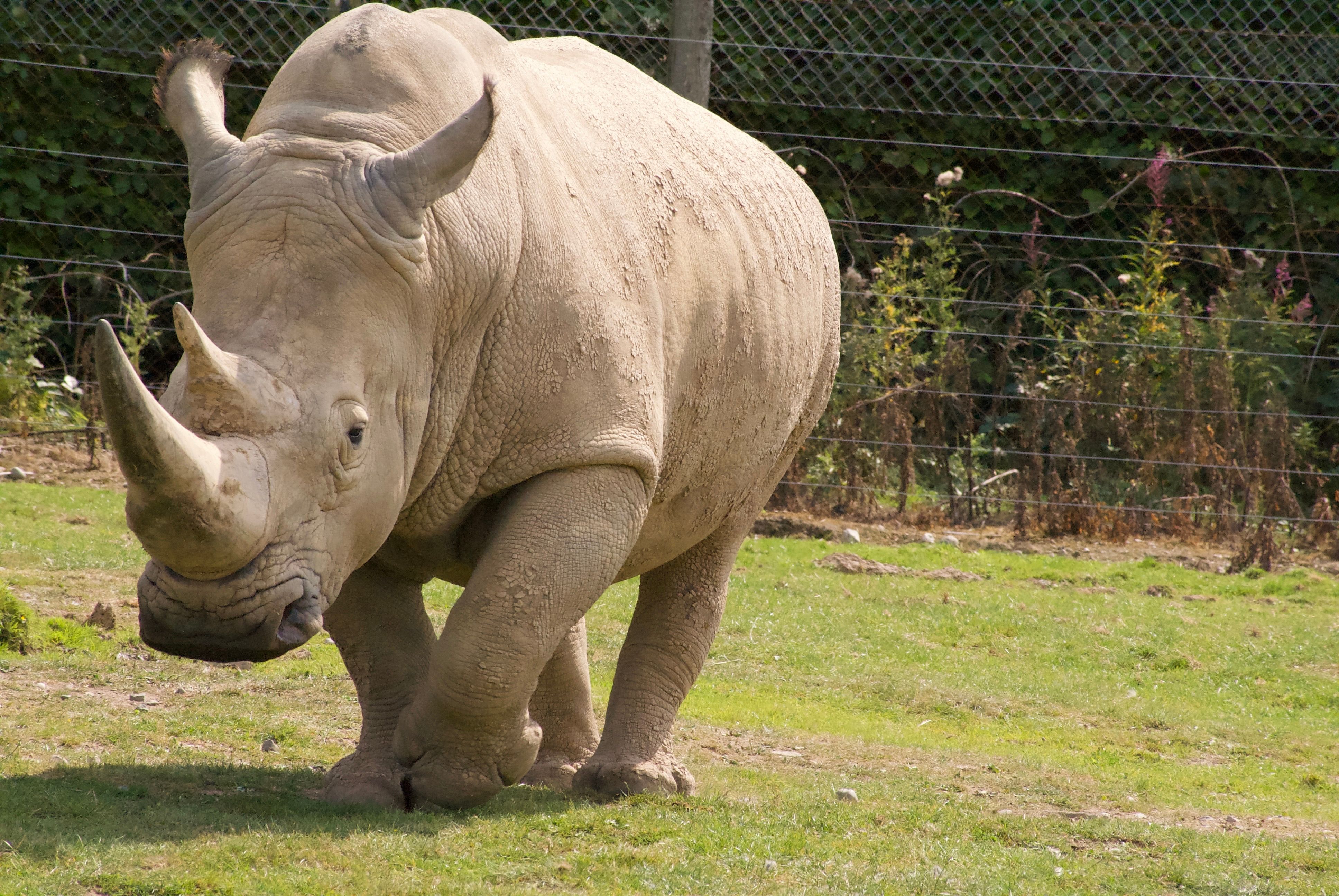 White Rhinoceros Grazing in Kenyan Grasslands · Free Stock Photo