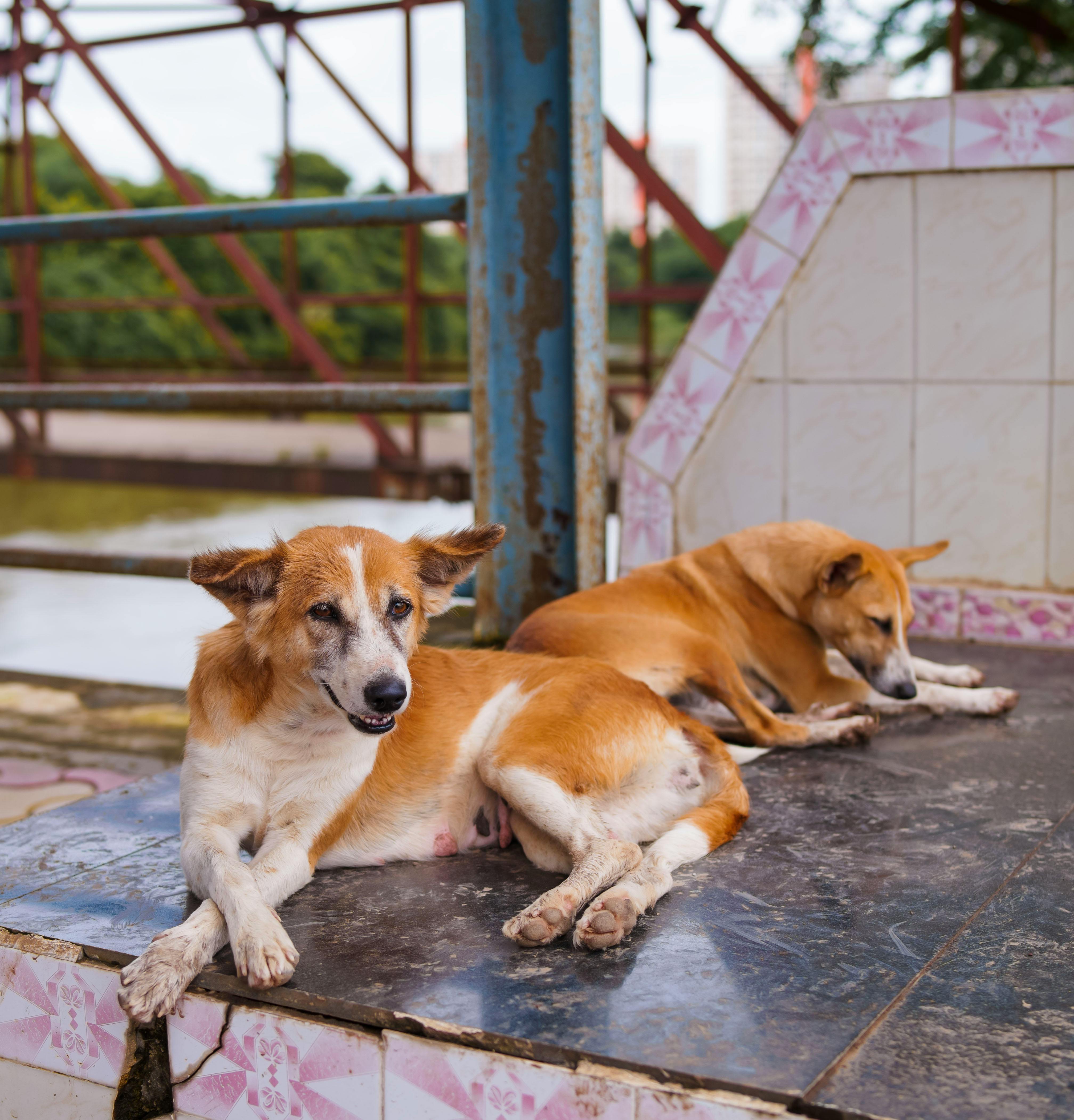 Adorable Indian Stray Puppies Lounging Outdoors · Free Stock Photo