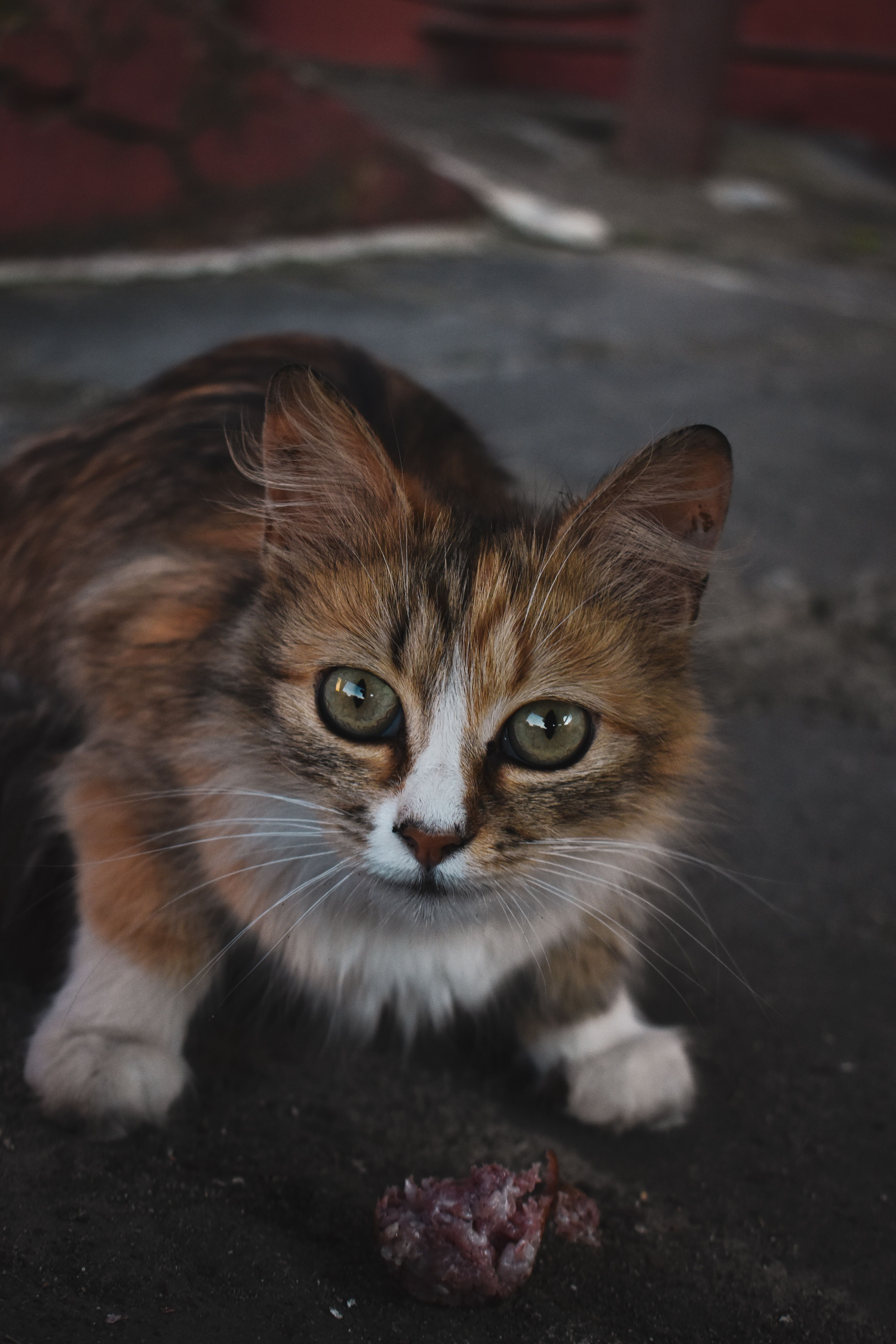 Adorable Kitten in Close-up Photography · Free Stock Photo