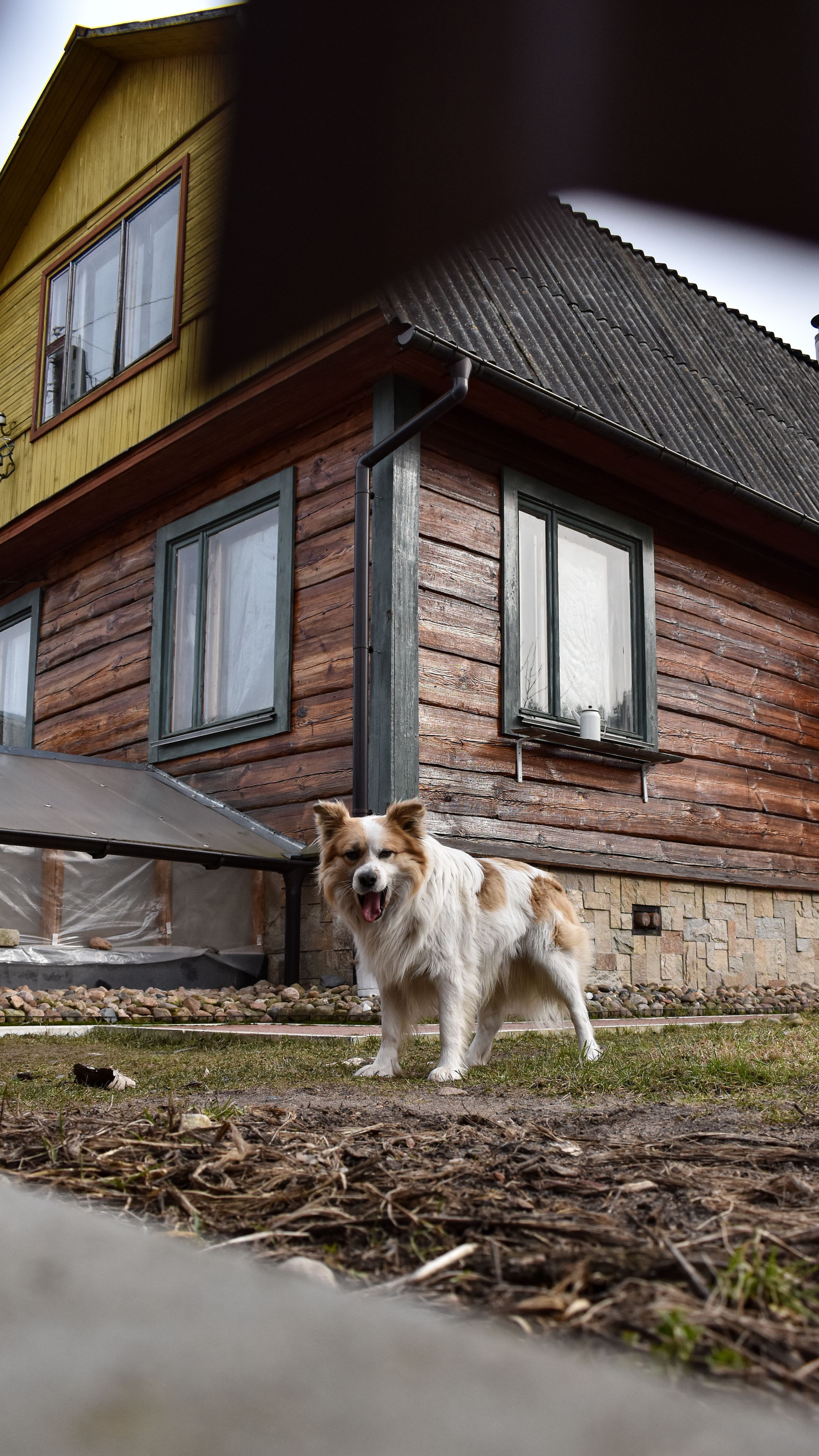 Adorable Furry Dog near a Wooden House · Free Stock Photo