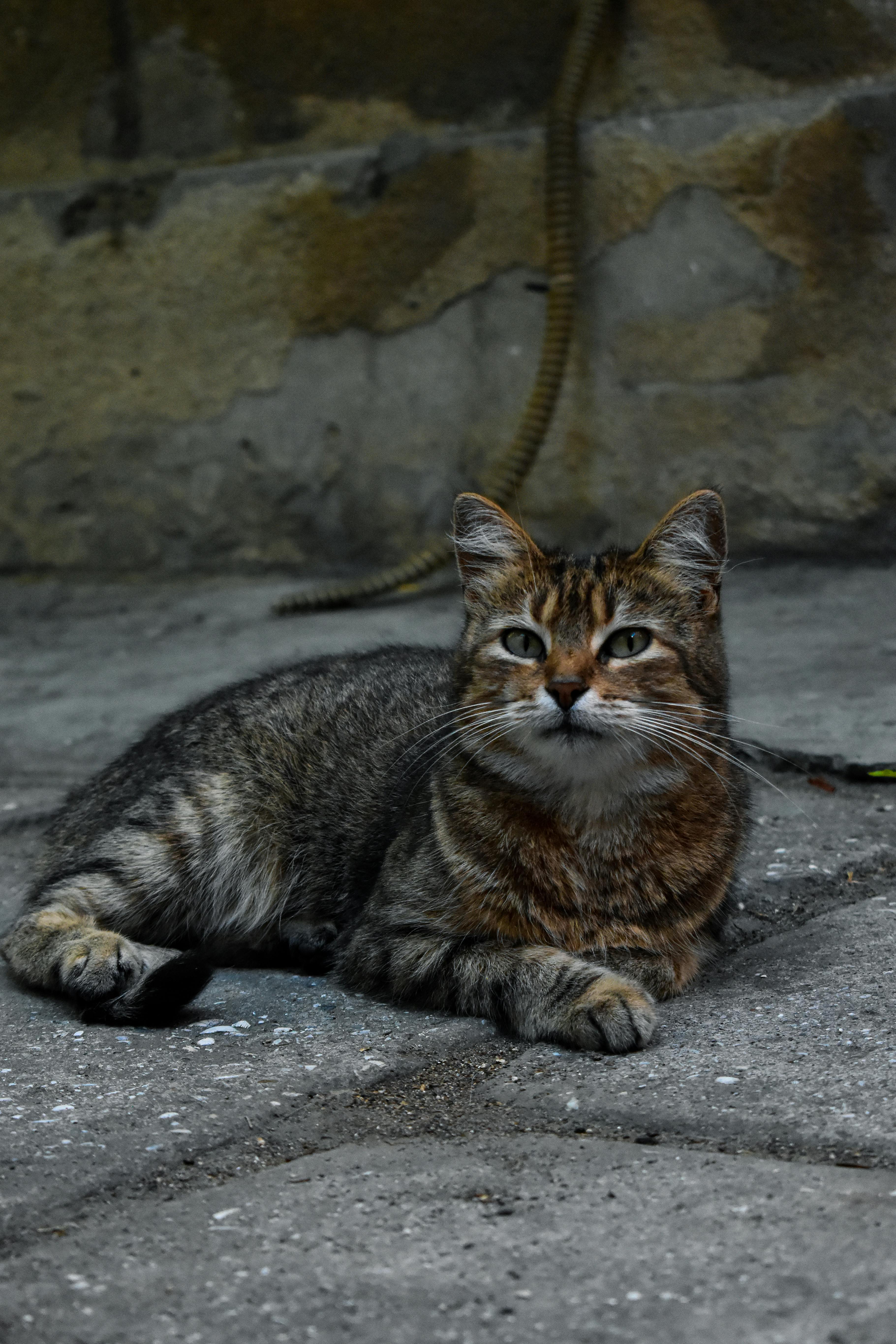 Close-Up Photo of Tabby Cat Laying on The Ground · Free Stock Photo