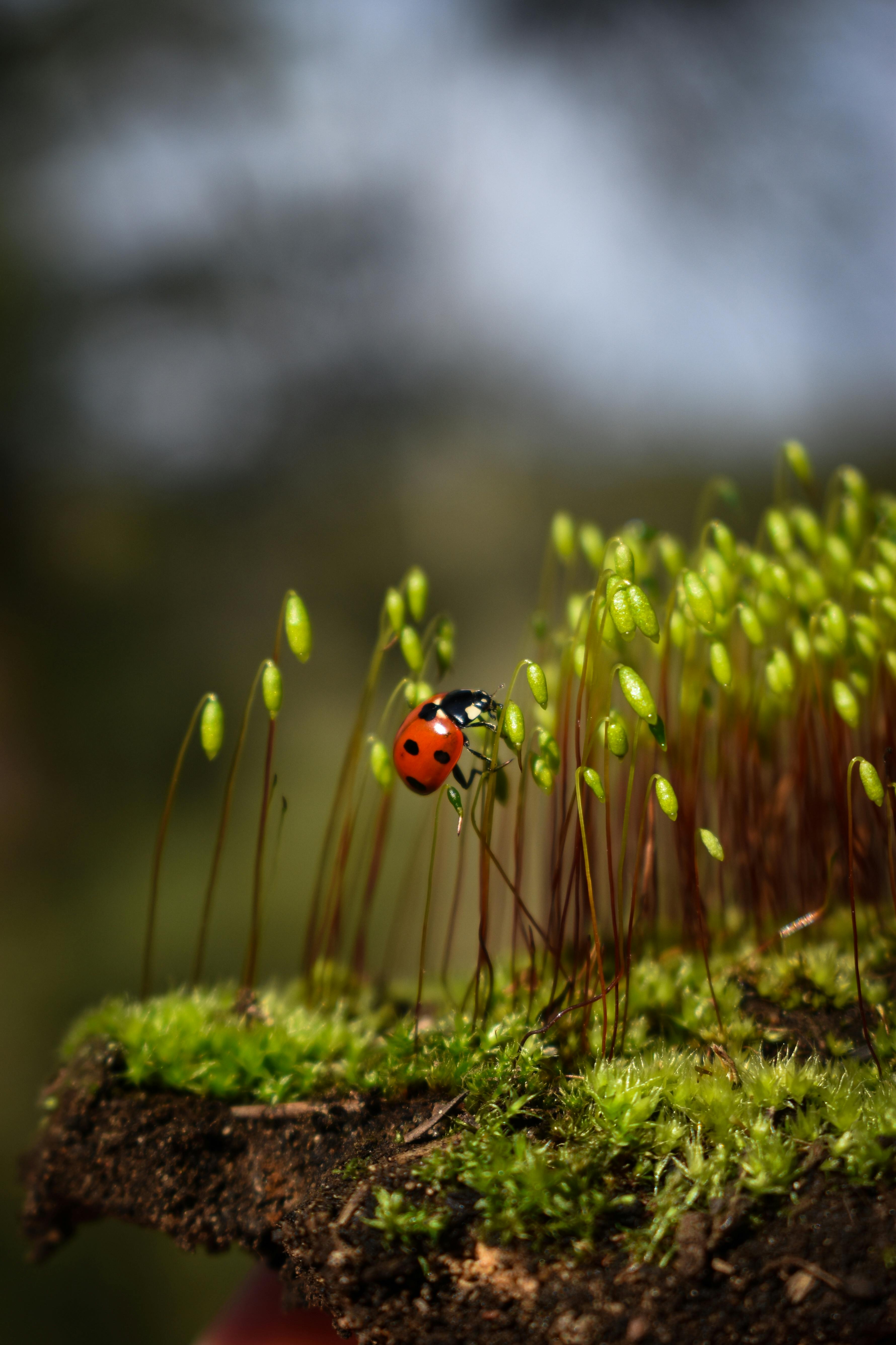 Lady Bug Photos, Download The BEST Free Lady Bug Stock Photos & HD Images