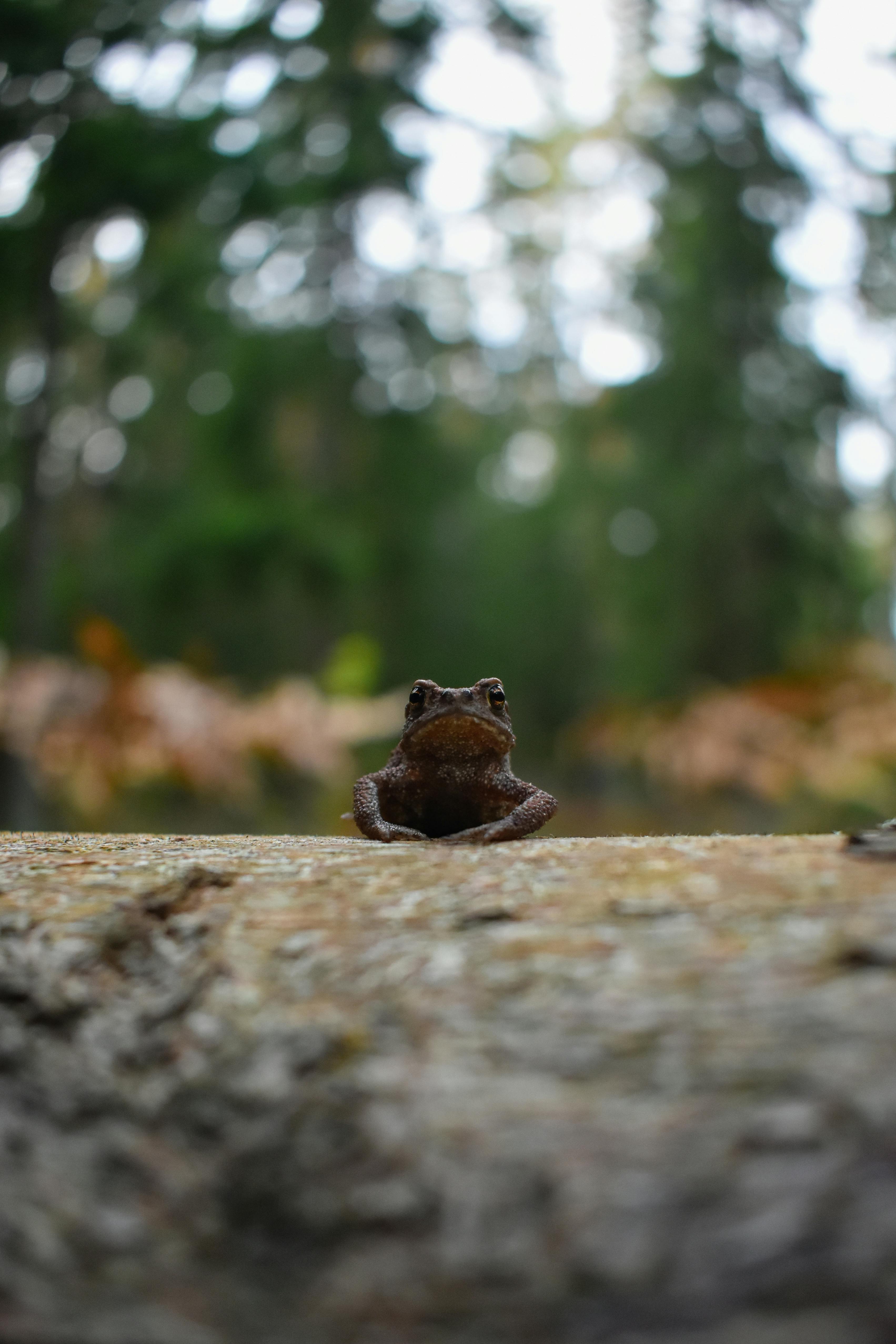 Brown Frog on Dirt Ground · Free Stock Photo