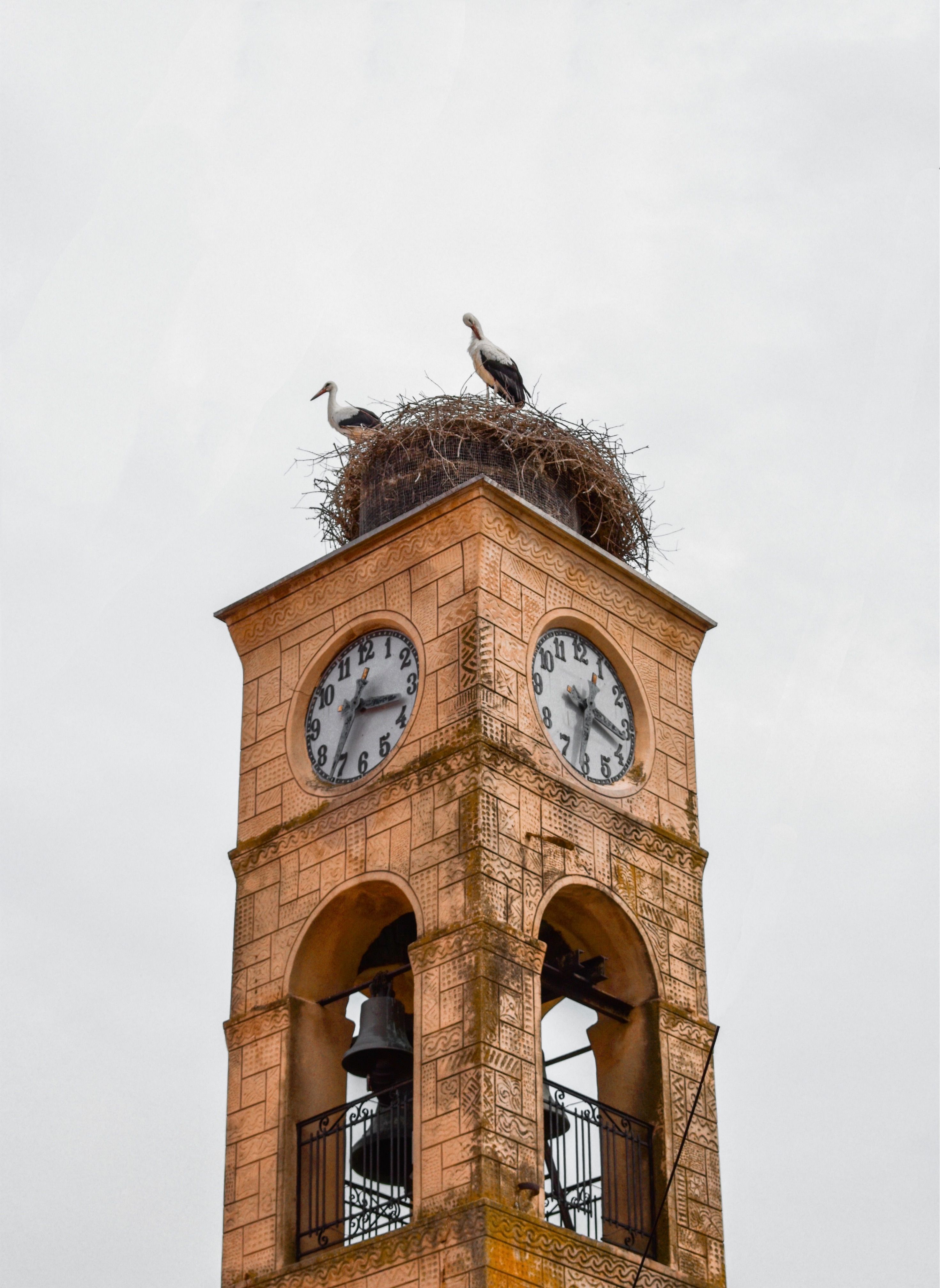 Birds Perched on a Nest on Top of a Clock Tower · Free Stock Photo