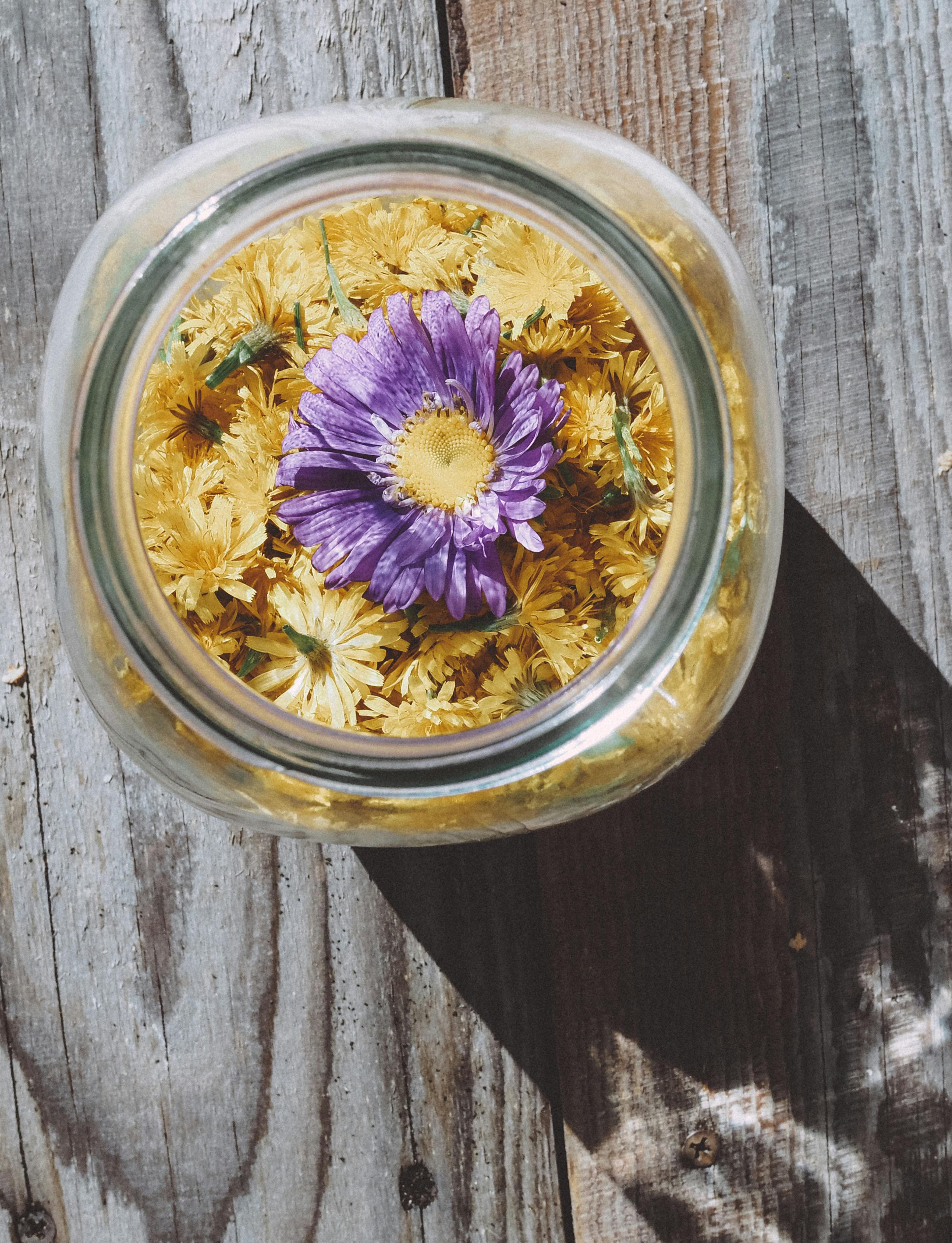Glass Jars with Plants Inside · Free Stock Photo