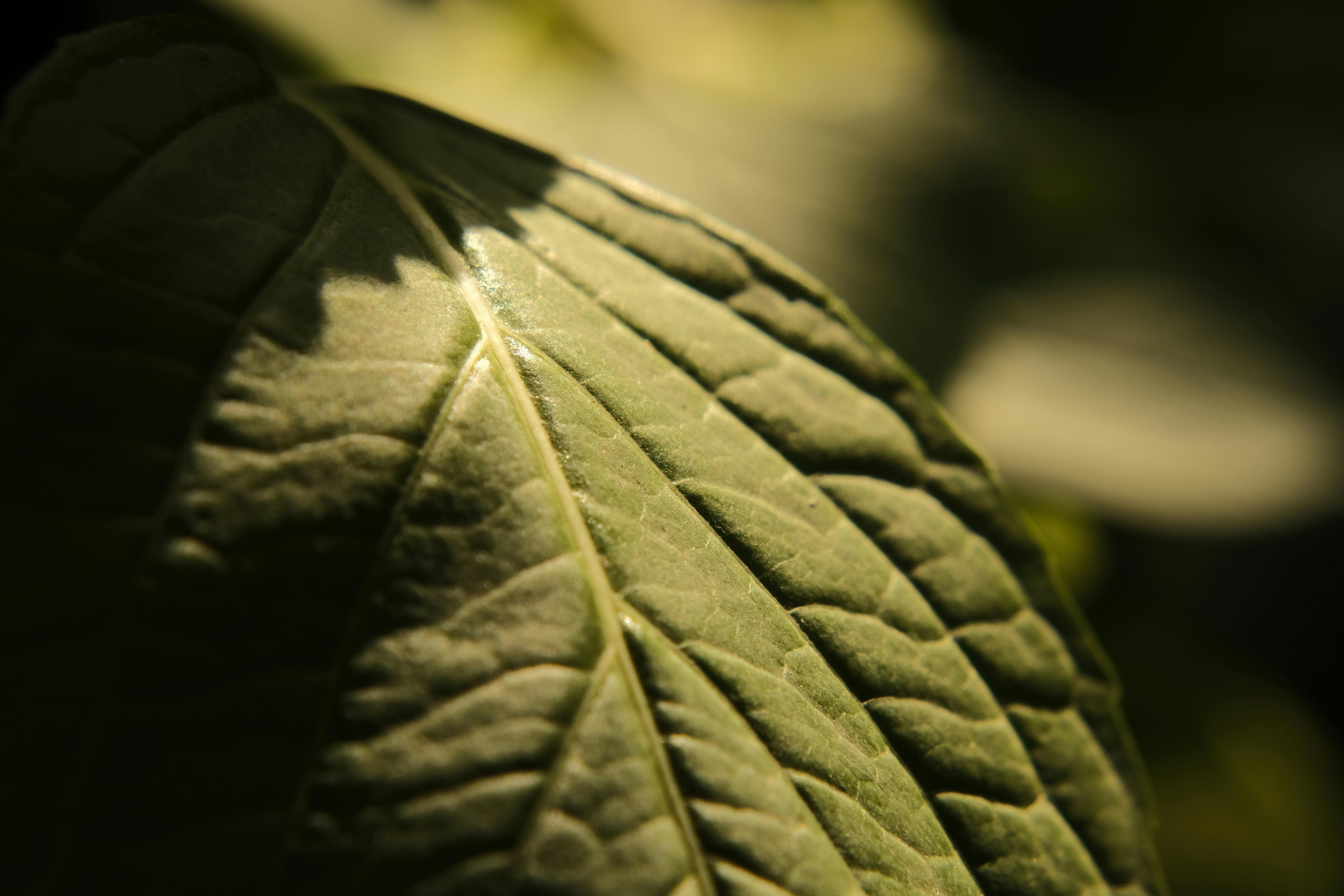 Photo of a Leaf on Bricks · Free Stock Photo