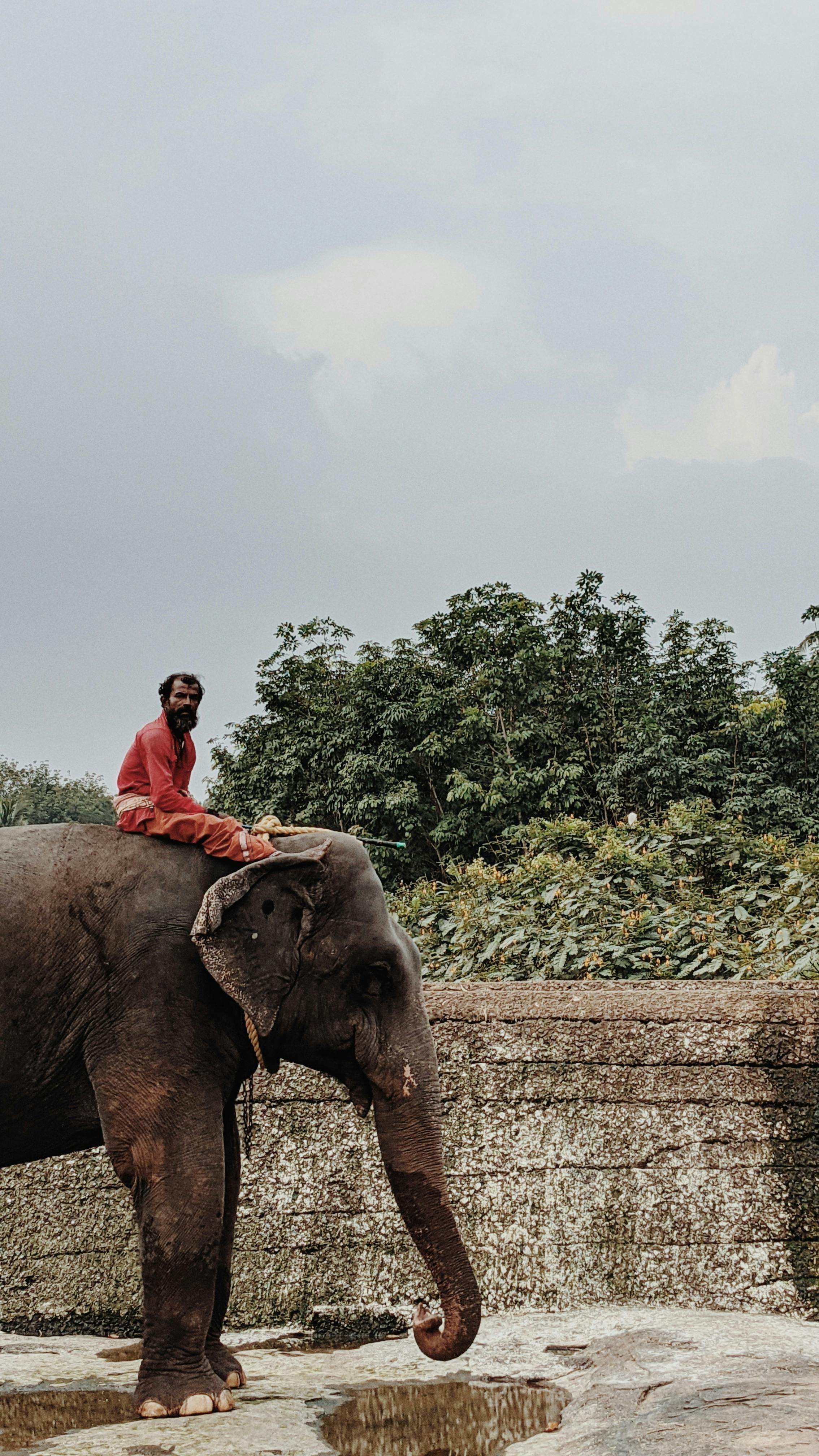 Elephant Man Photos, Download The BEST Free Elephant Man Stock Photos ...