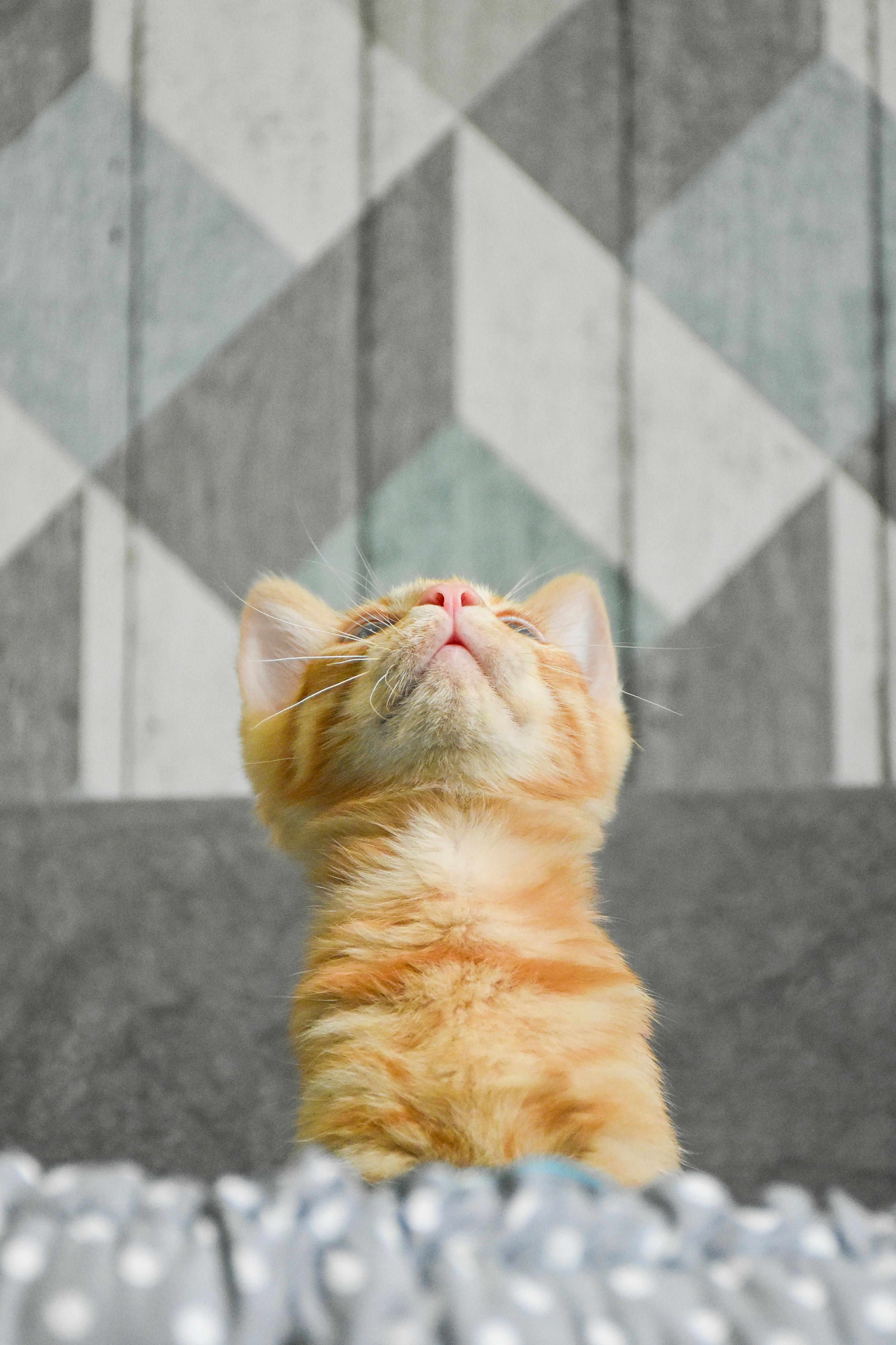 Cat Rolled Up In Blanket Photos, Download The BEST Free Cat Rolled Up ...