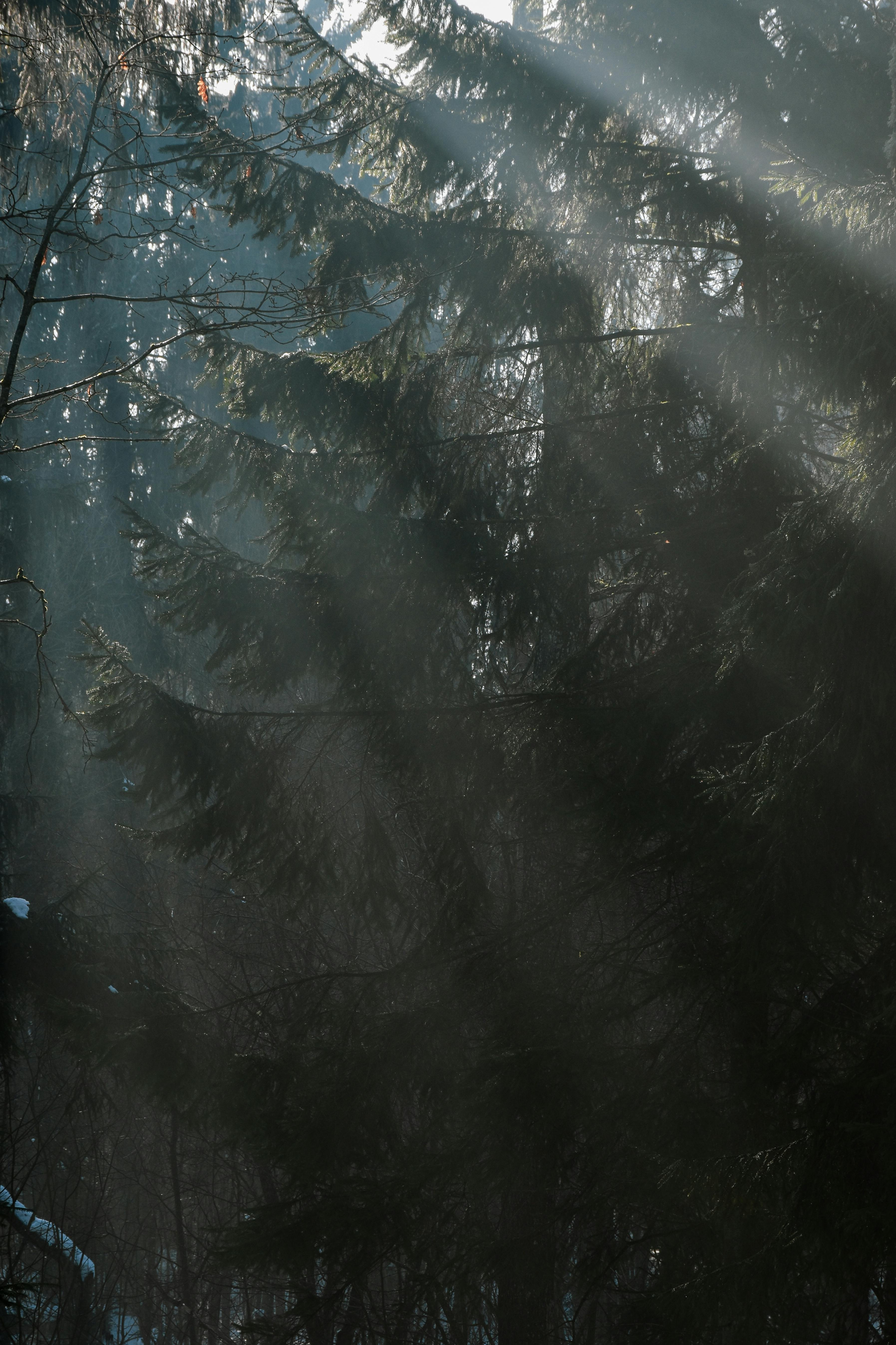 Photo of Crepuscular Rays Through Trees · Free Stock Photo