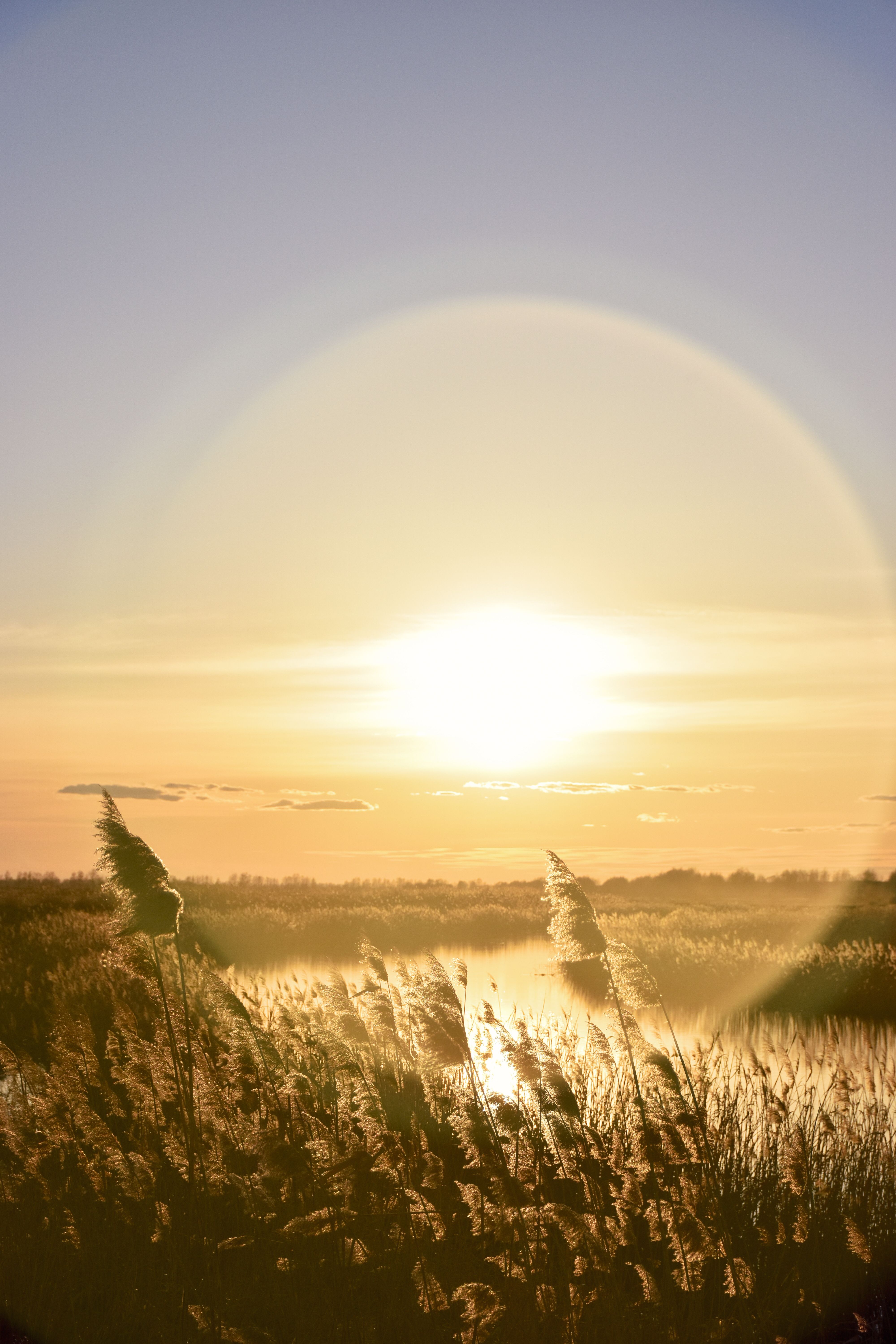 High Grass and River at Sunset · Free Stock Photo