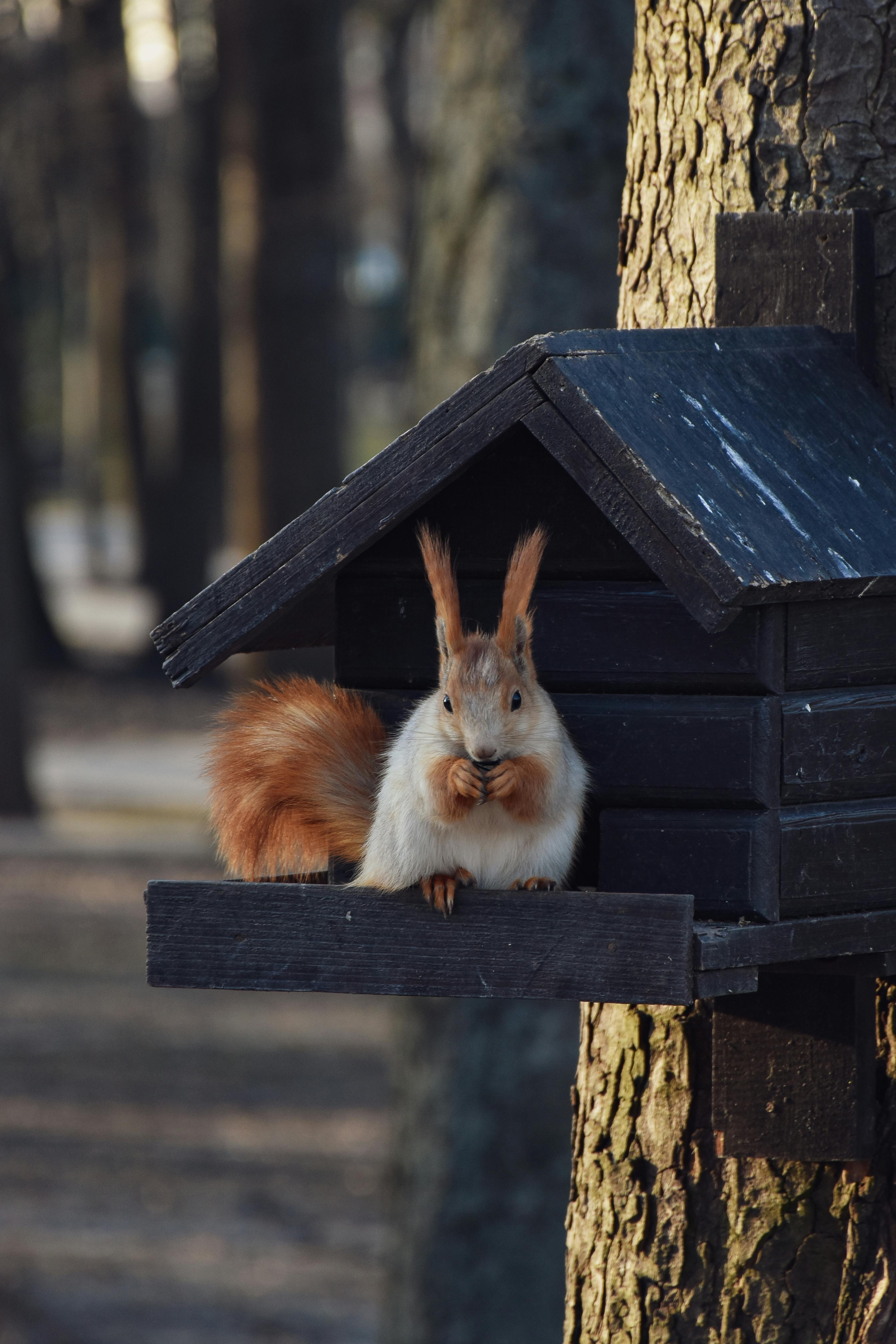 A Small Squirrel Is Peeking Down At Him From A Branch, Nibbling On An ...