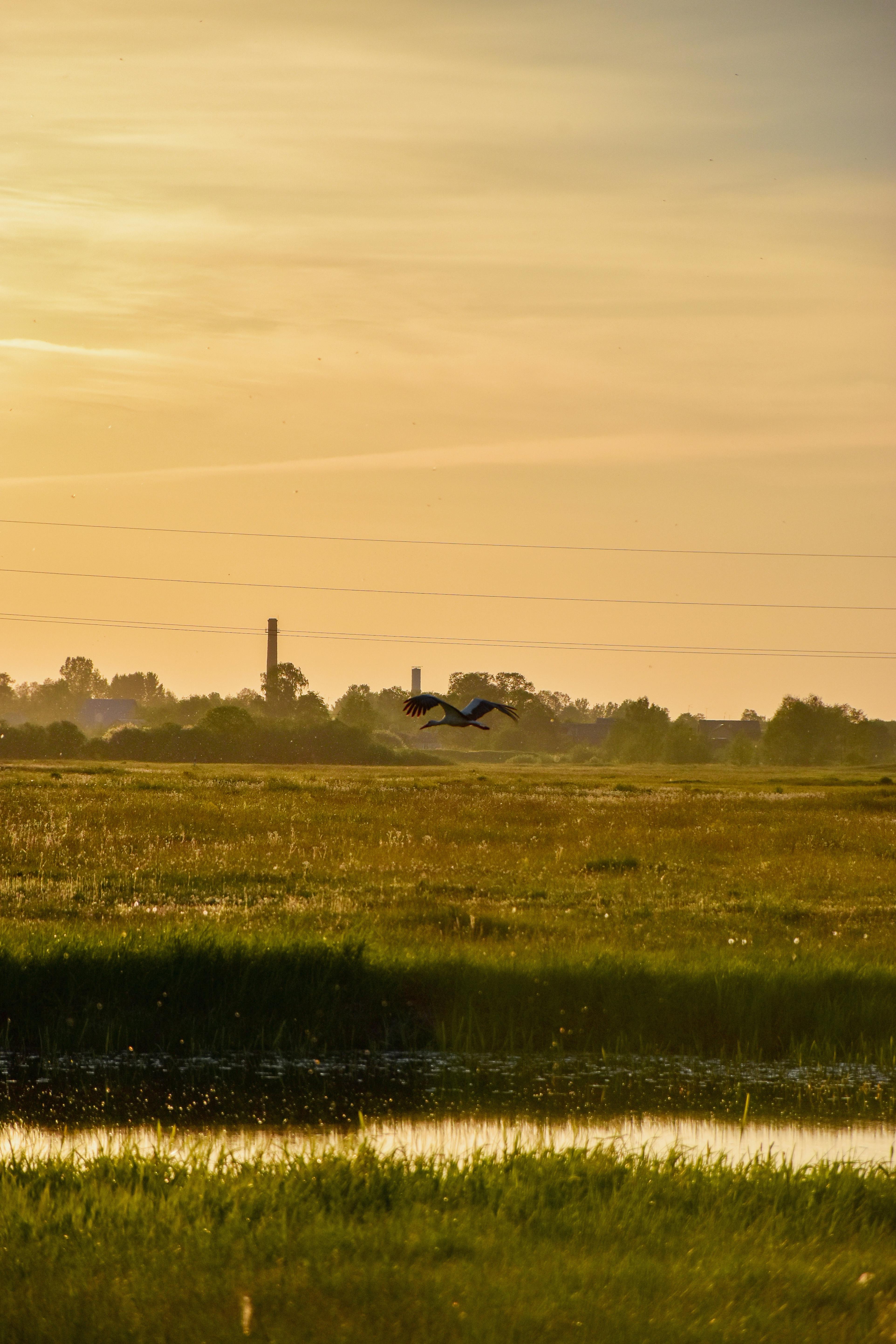 Flying Bird Above Green Field Near a Lake · Free Stock Photo